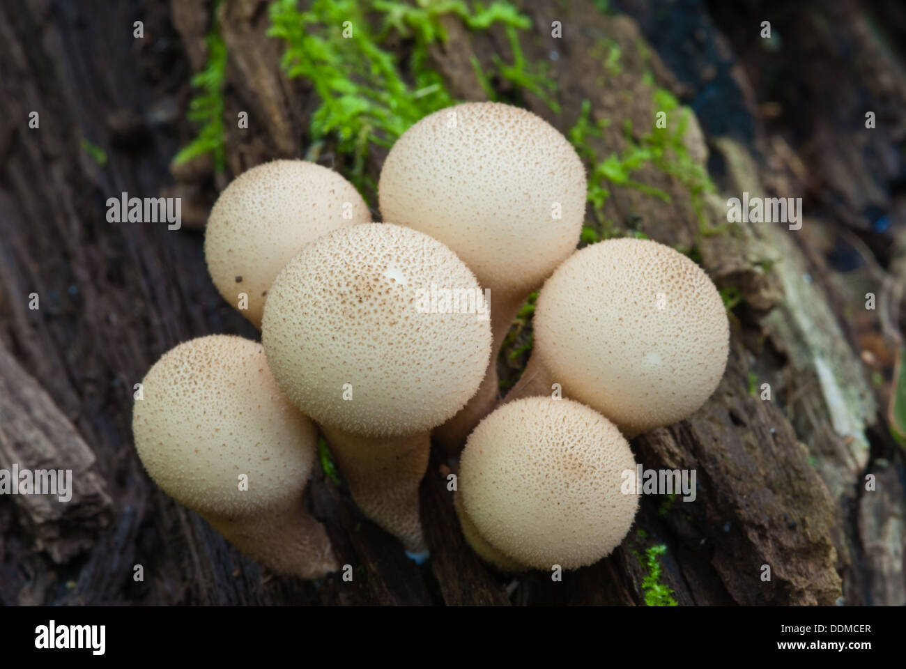 Cluster of Pear-shaped puffballs (Lycoperdon pyriforme) growing up from ...