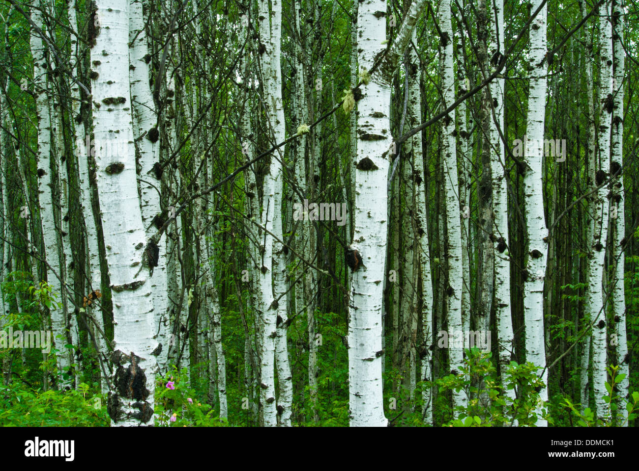 Canadian Poplar Tree