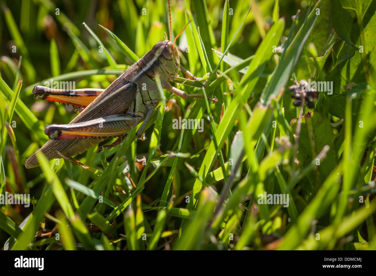 large grass hopper sitting in tall green grass Stock Photo - Alamy