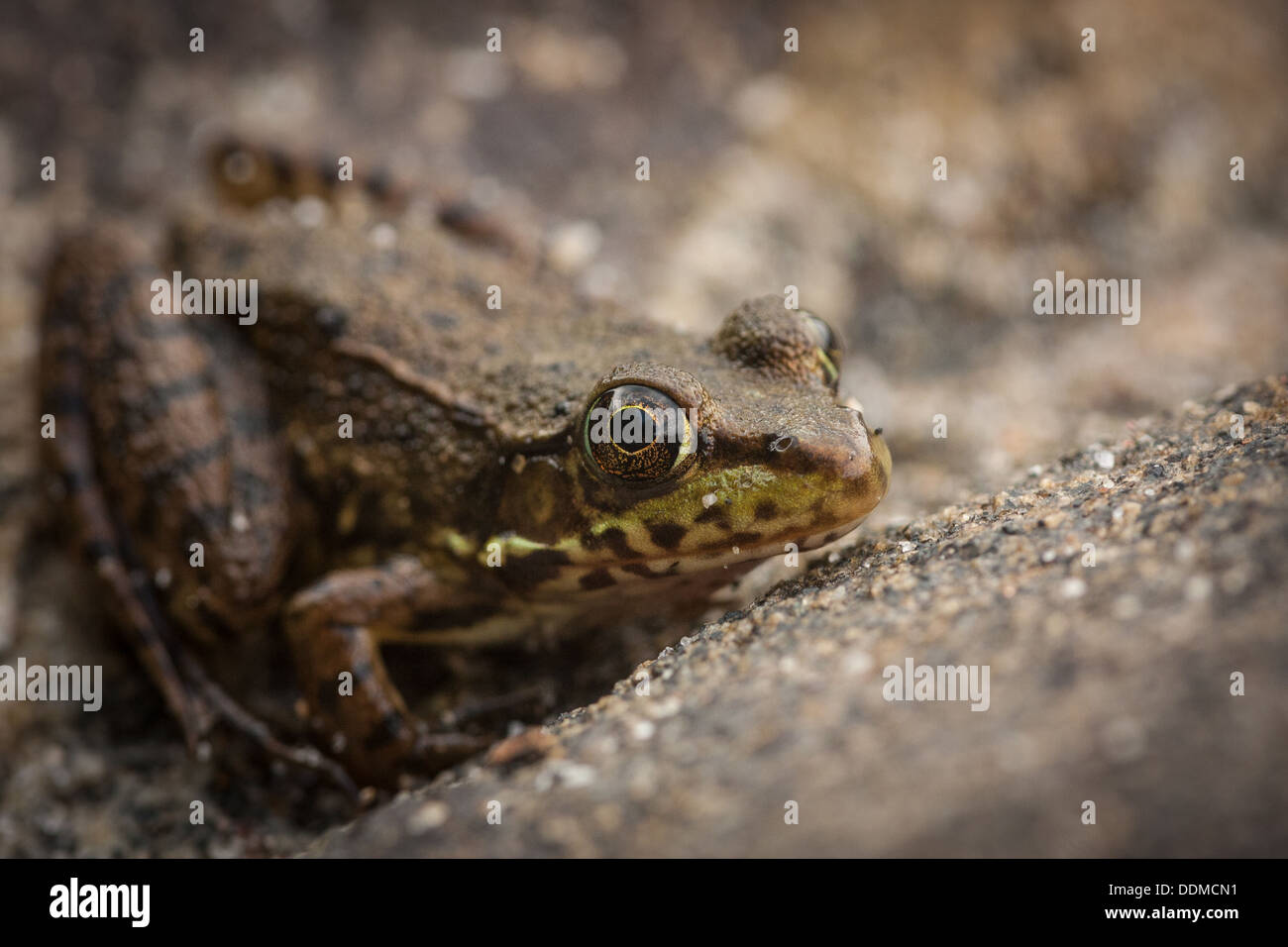 close up shot of a frog on a rock or rocky surface Stock Photo - Alamy