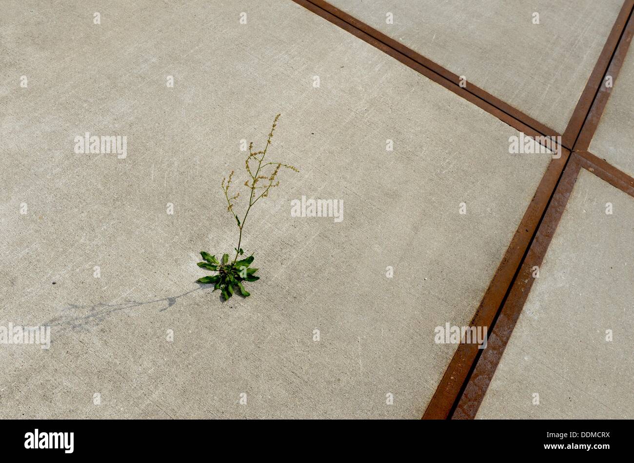 A common sorrel grows through a minute whole in a conreteslab in Berlin ...