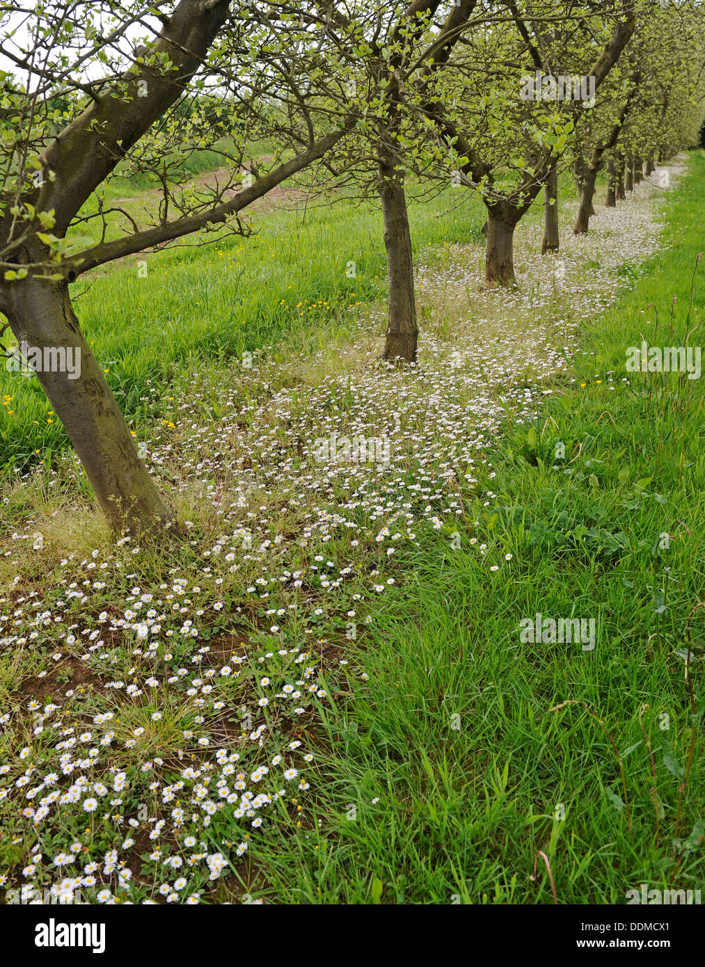 Row of apple trees in a typical Normandy orchard Stock Photo - Alamy