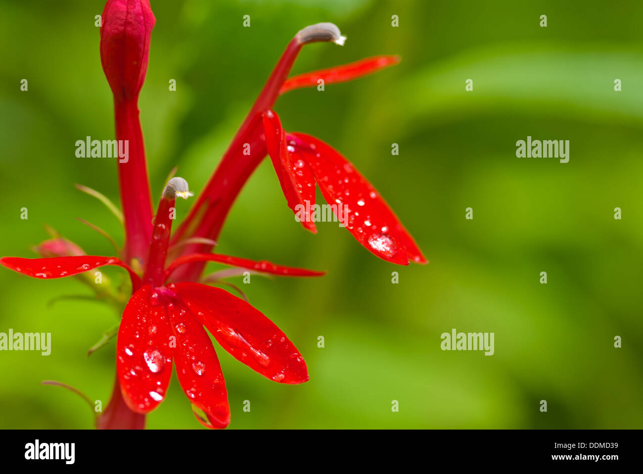 Cardinal flower hi-res stock photography and images - Alamy