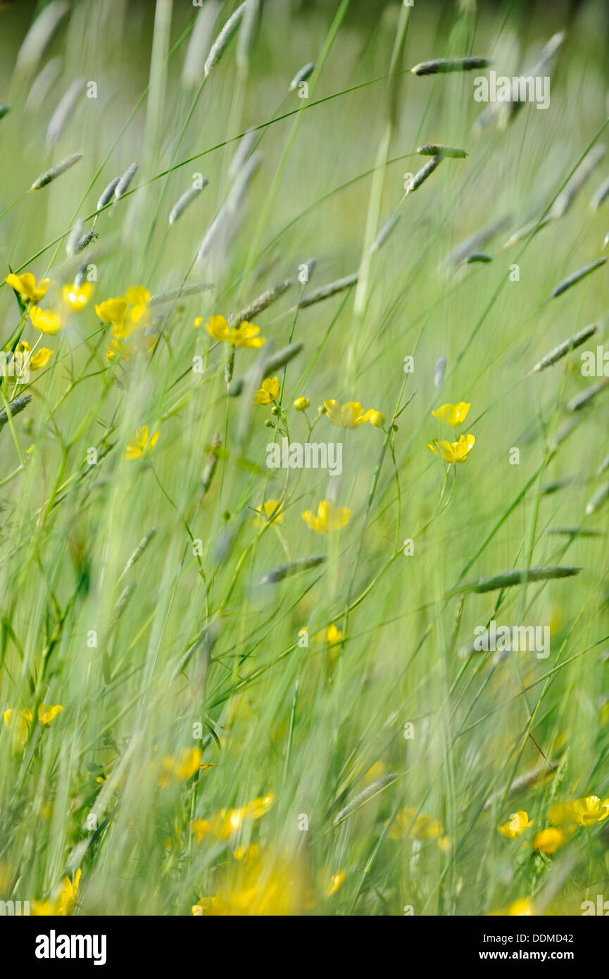 Grass and yellow flowers hi-res stock photography and images - Alamy