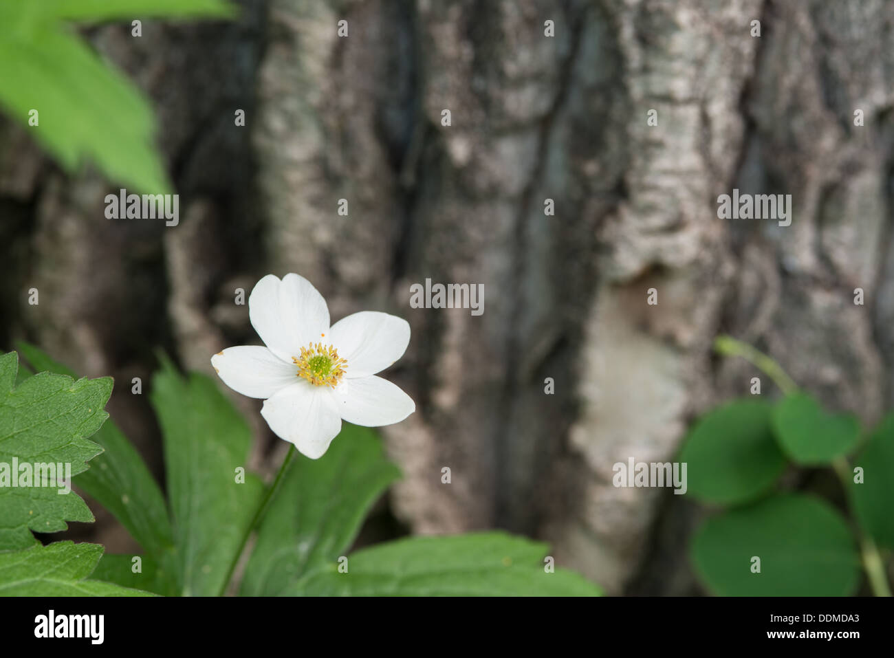 Canada anemone hi-res stock photography and images - Alamy