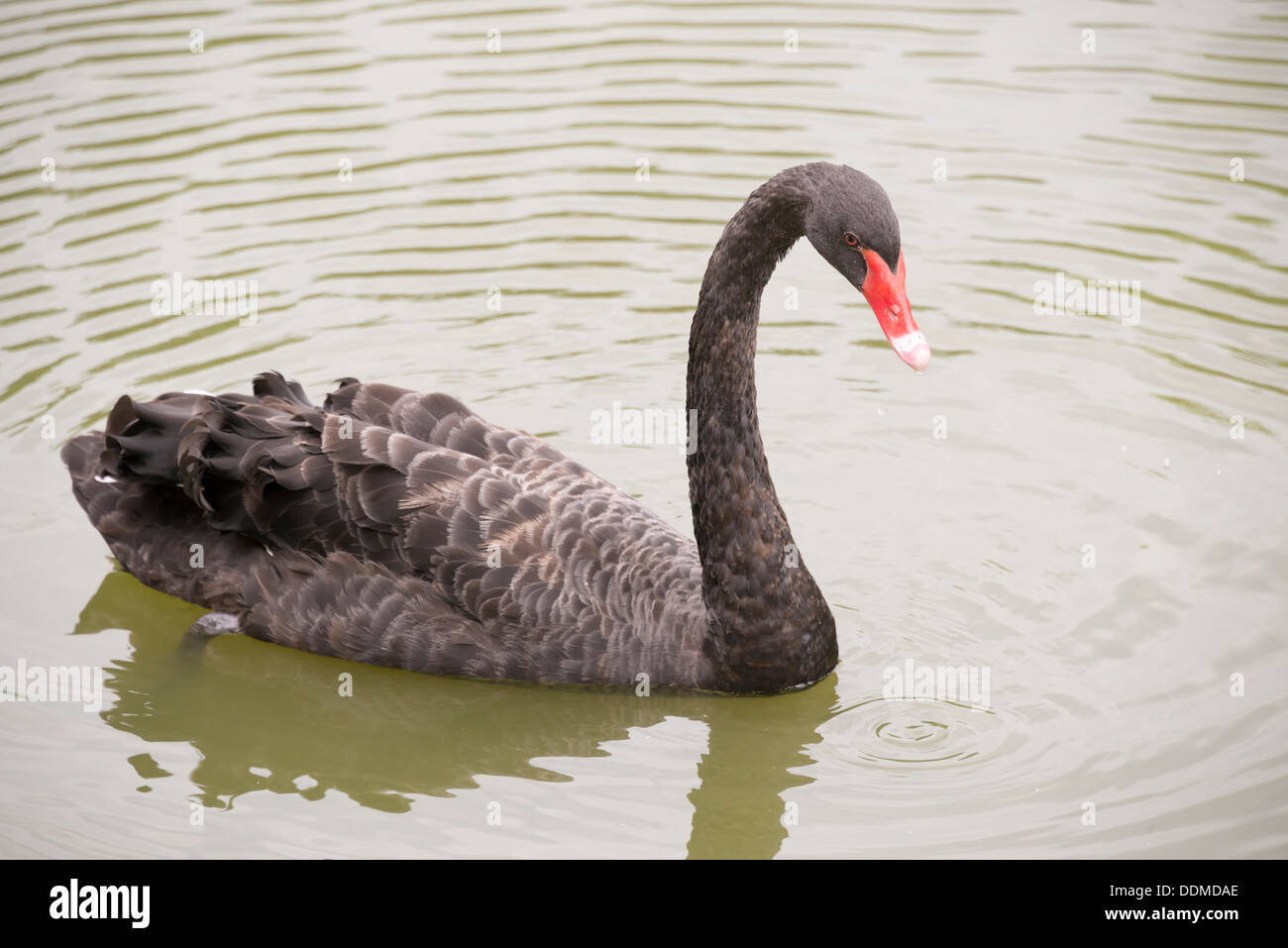 Black Swan Ruffled Feathers High Resolution Stock Photography and ...