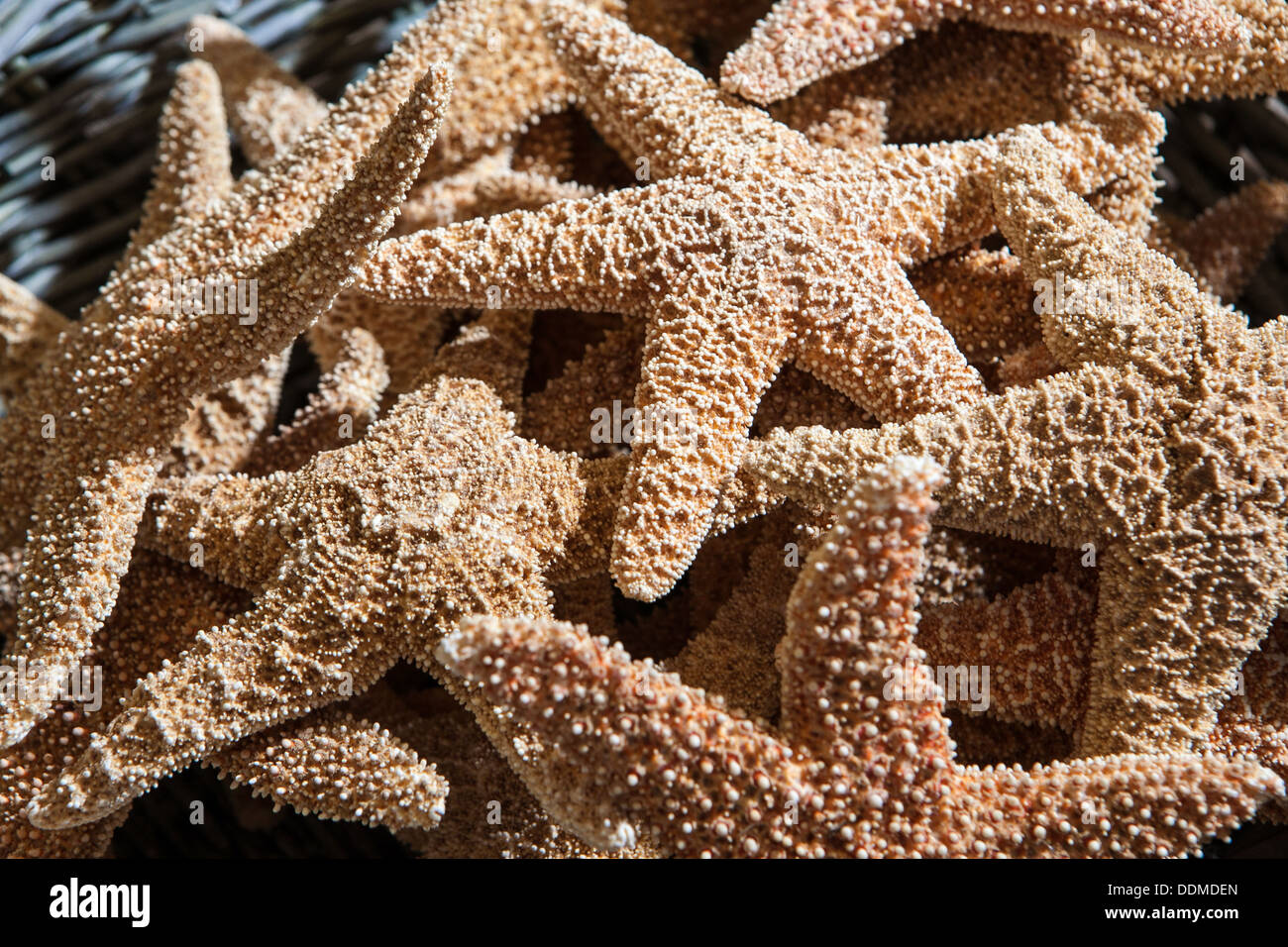 Basket of dried starfish Stock Photo - Alamy