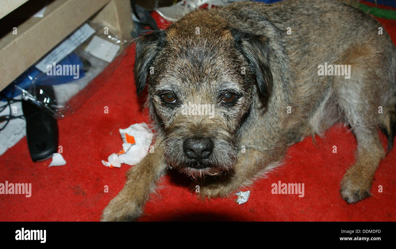 Puppy laying down hi-res stock photography and images - Alamy