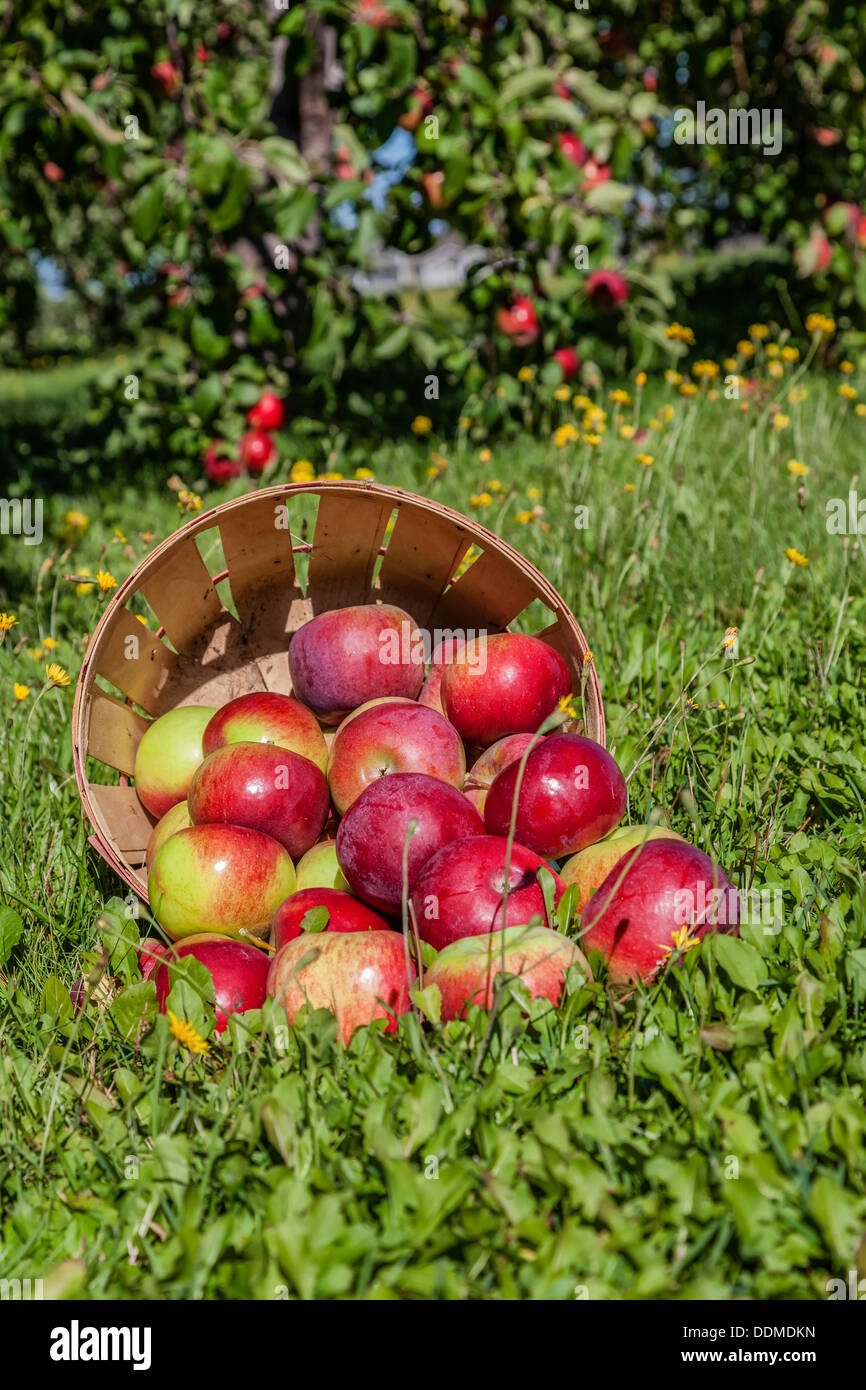Bushel apple tree hi-res stock photography and images - Alamy