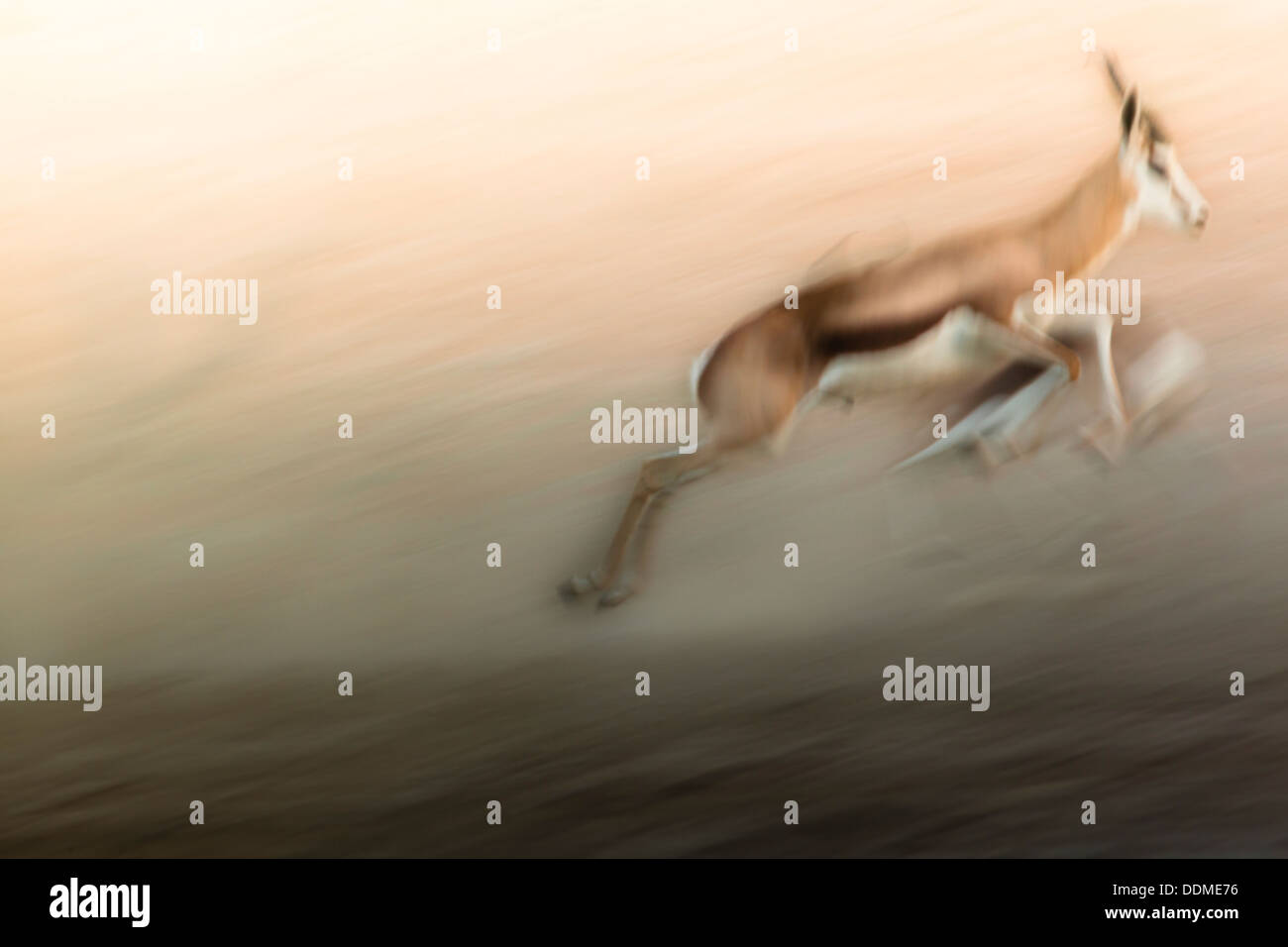 Springbok jumping hi-res stock photography and images - Alamy