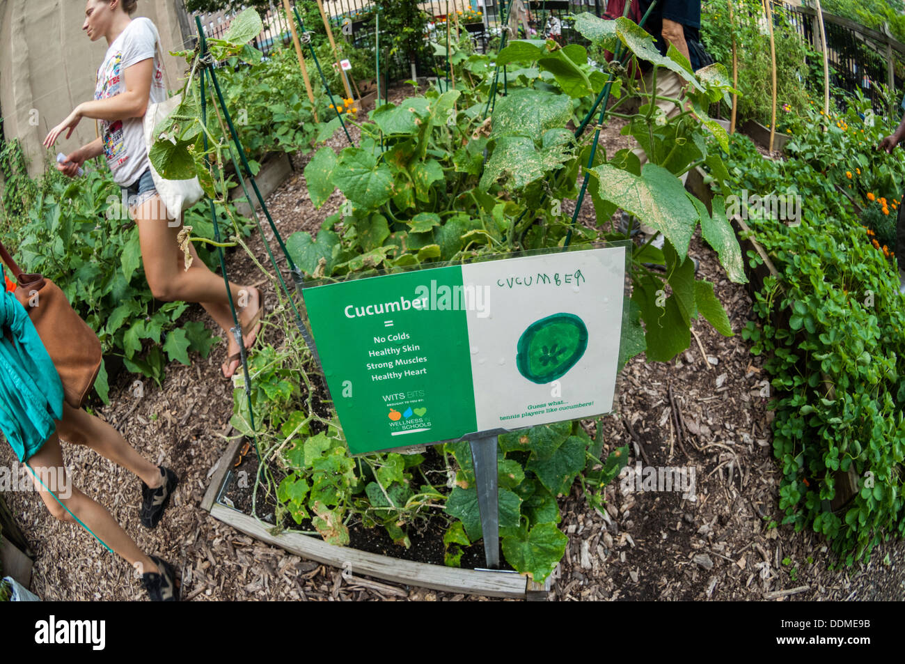 The Success Garden/Harlem Grown Garden in Harlem in New York Stock ...