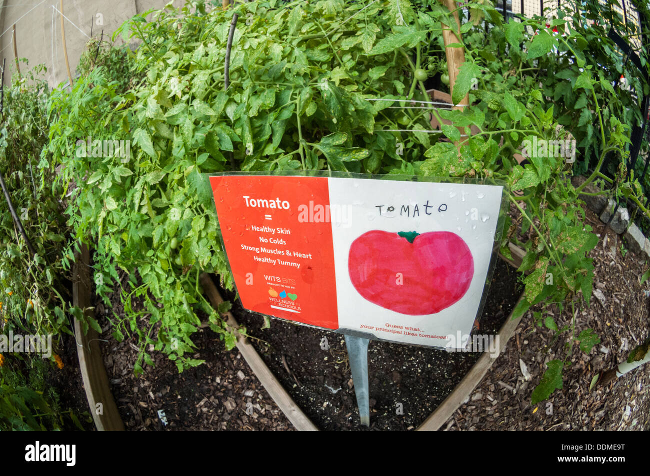 Community gardens success hi-res stock photography and images - Alamy
