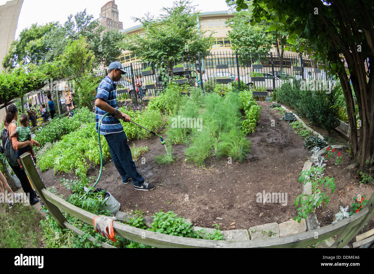 The Success Garden/Harlem Grown Garden in Harlem in New York Stock ...