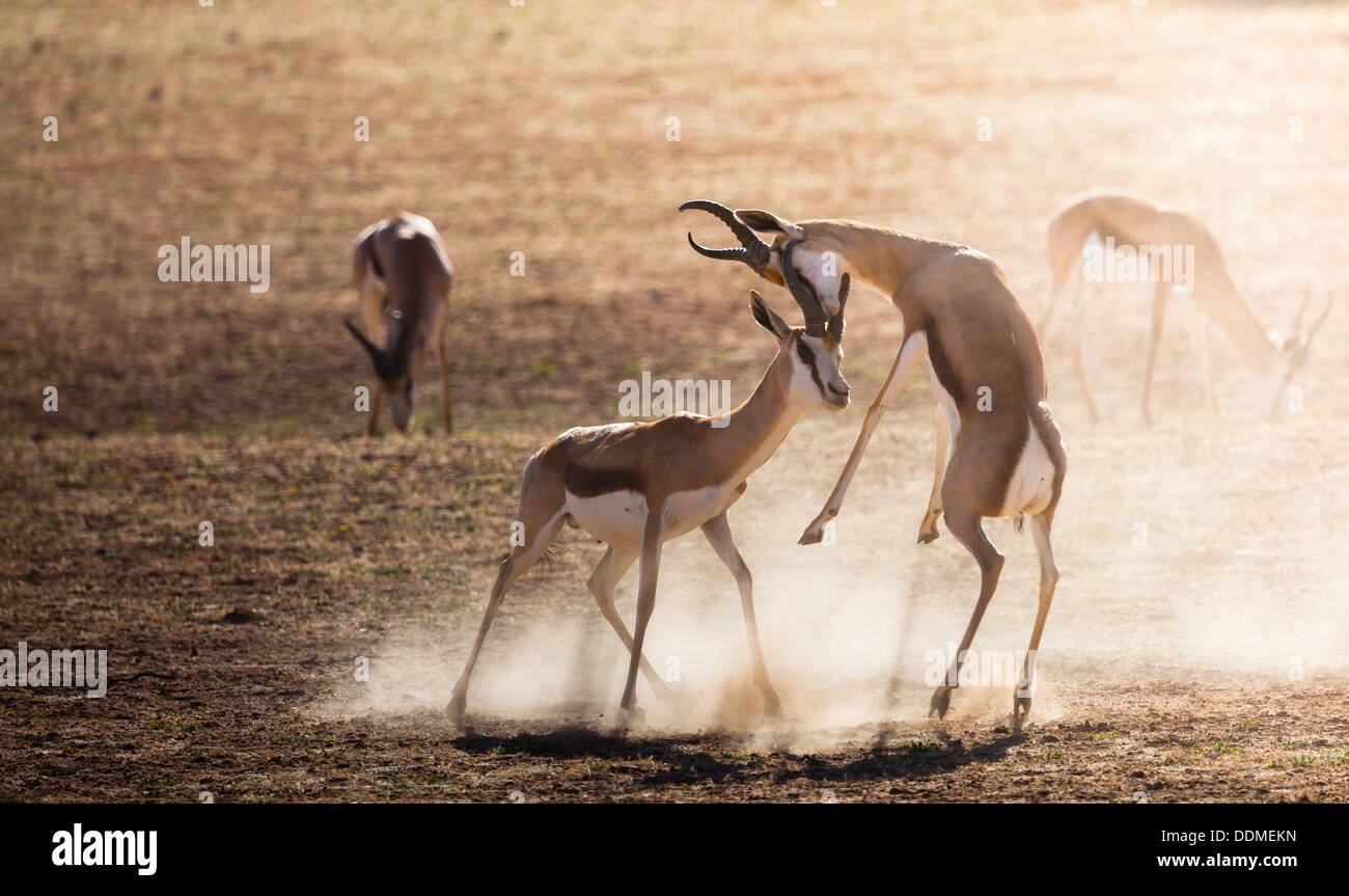 Springbok fighting hi-res stock photography and images - Alamy