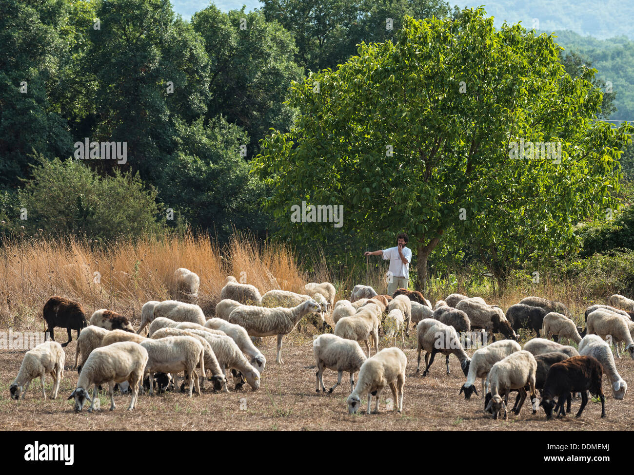 Shepherd with his flock hi-res stock photography and images - Alamy