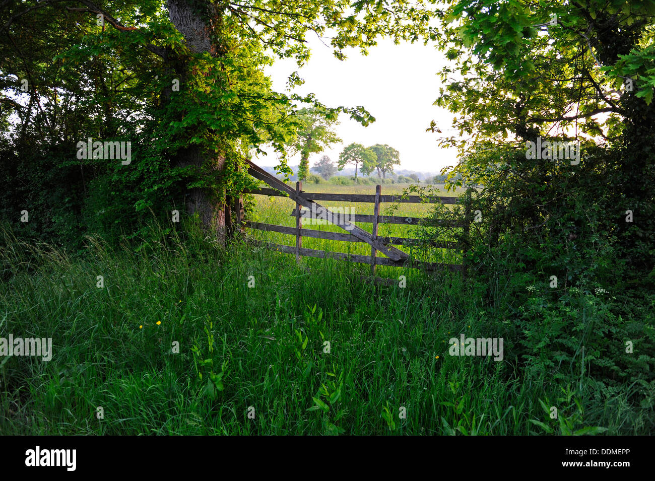 Typical gated field in the Bocage area of Normandy in France Stock ...