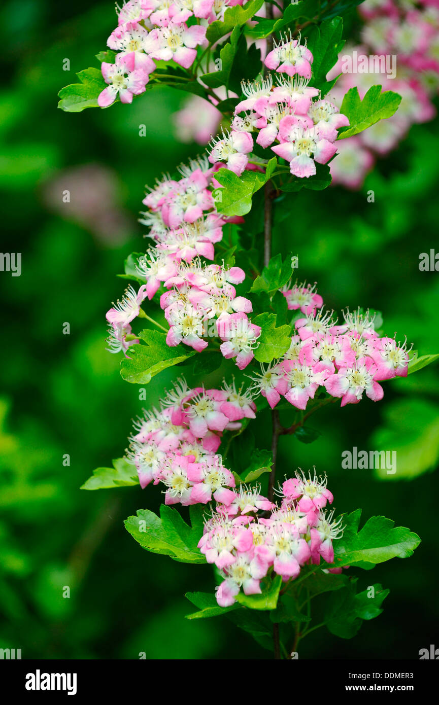 Spiky plant with white blossom hi-res stock photography and images - Alamy