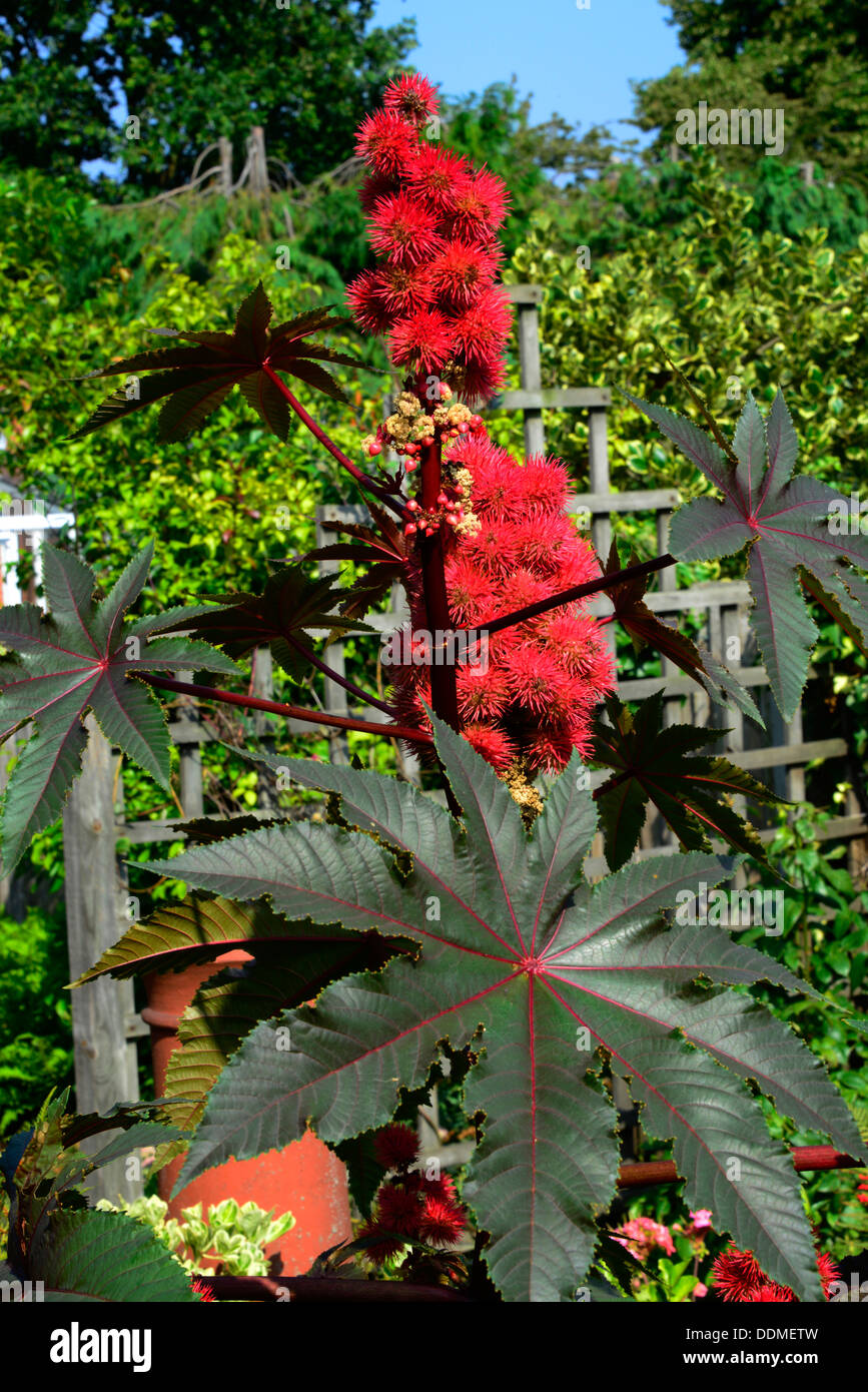 Red Caruncle High Resolution Stock Photography and Images - Alamy