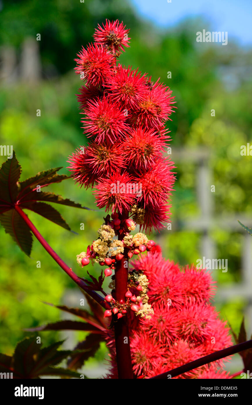 Eranda hi-res stock photography and images - Alamy