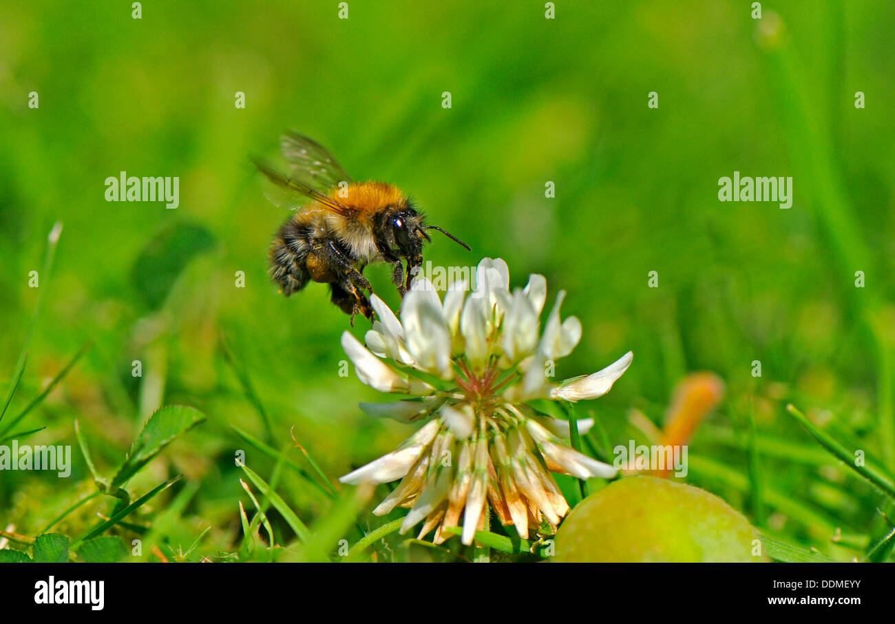 Close-up of a Bumble bee pollinating a flower Stock Photo - Alamy