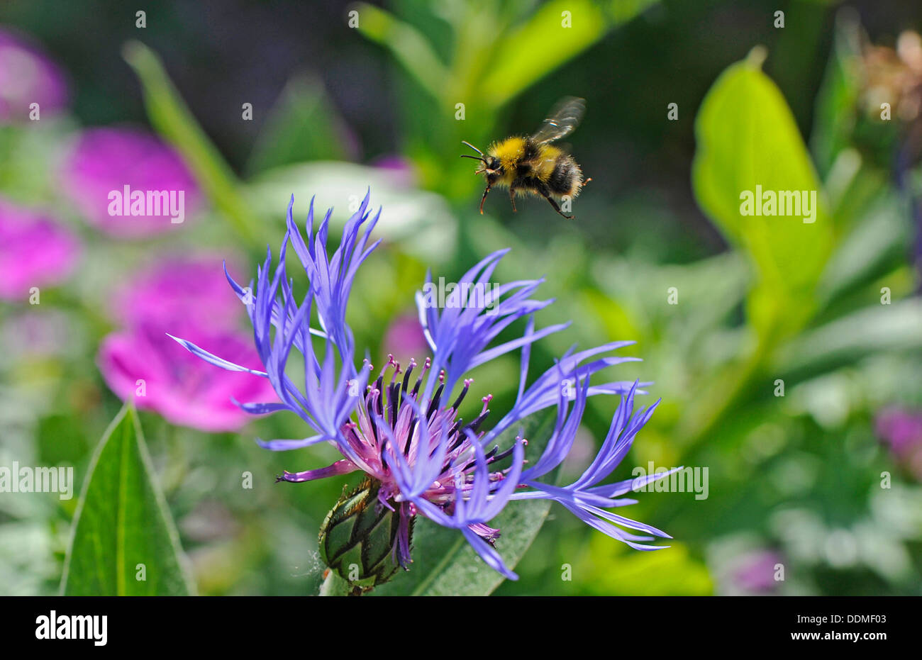 Bee pollinating a flower hi-res stock photography and images - Alamy
