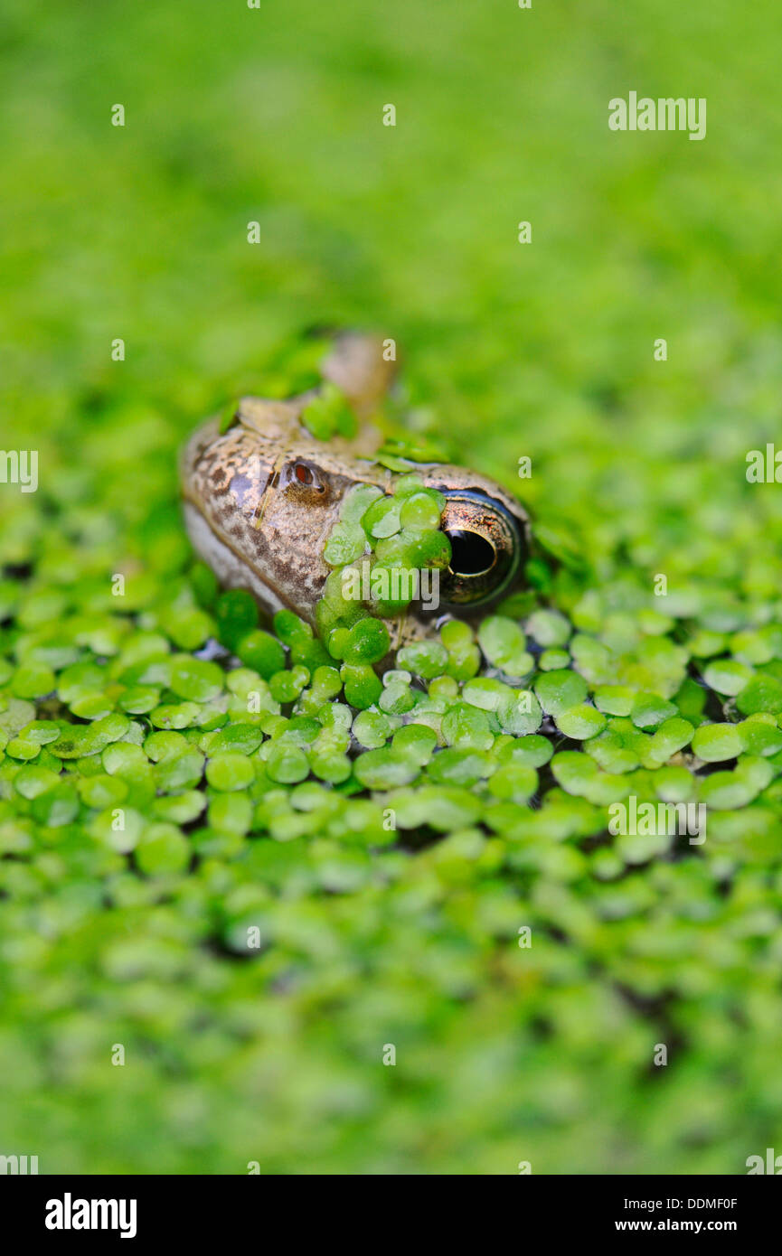 Duckweed frog hi-res stock photography and images - Alamy