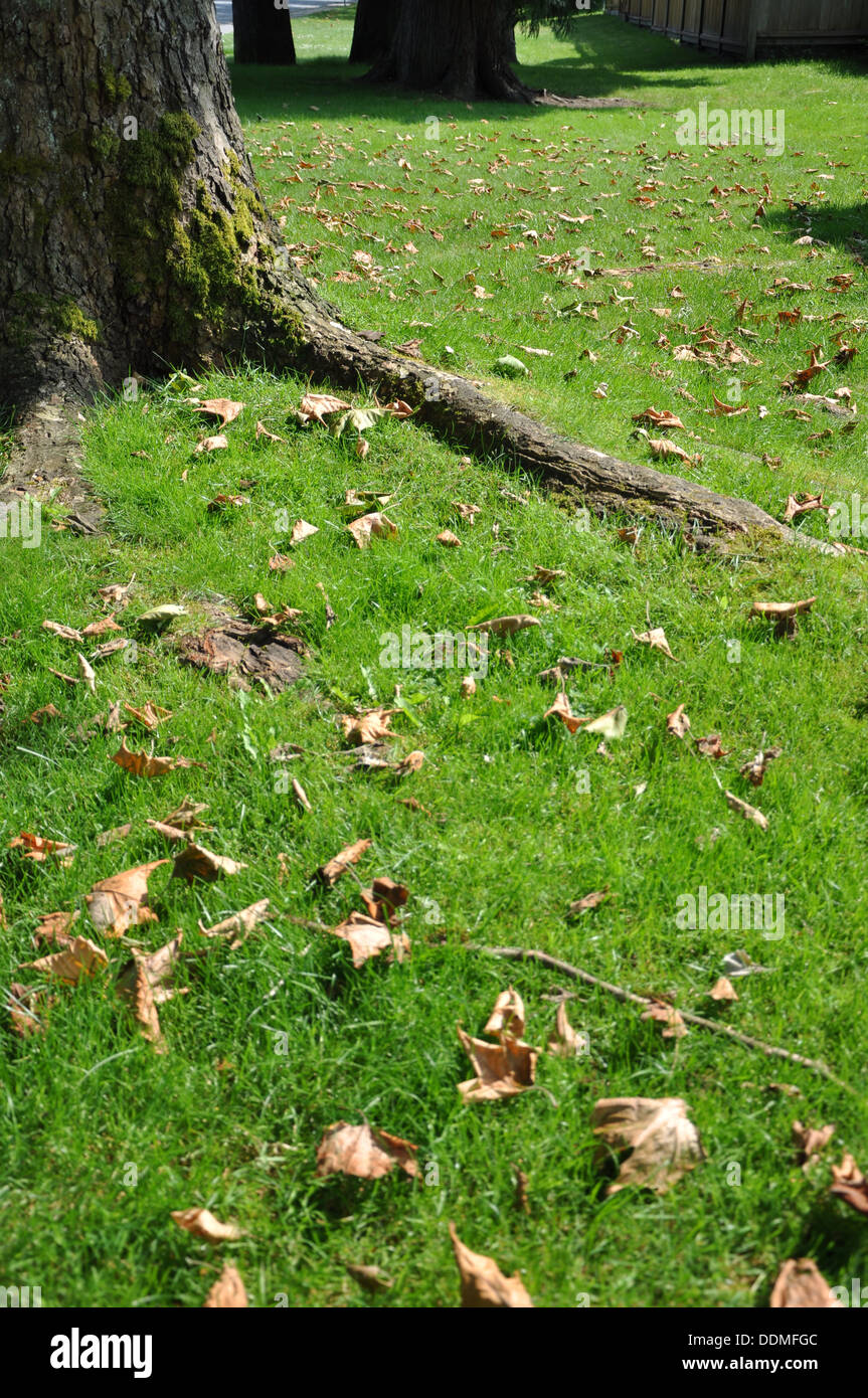 The root of the tree in the green grass Stock Photo - Alamy