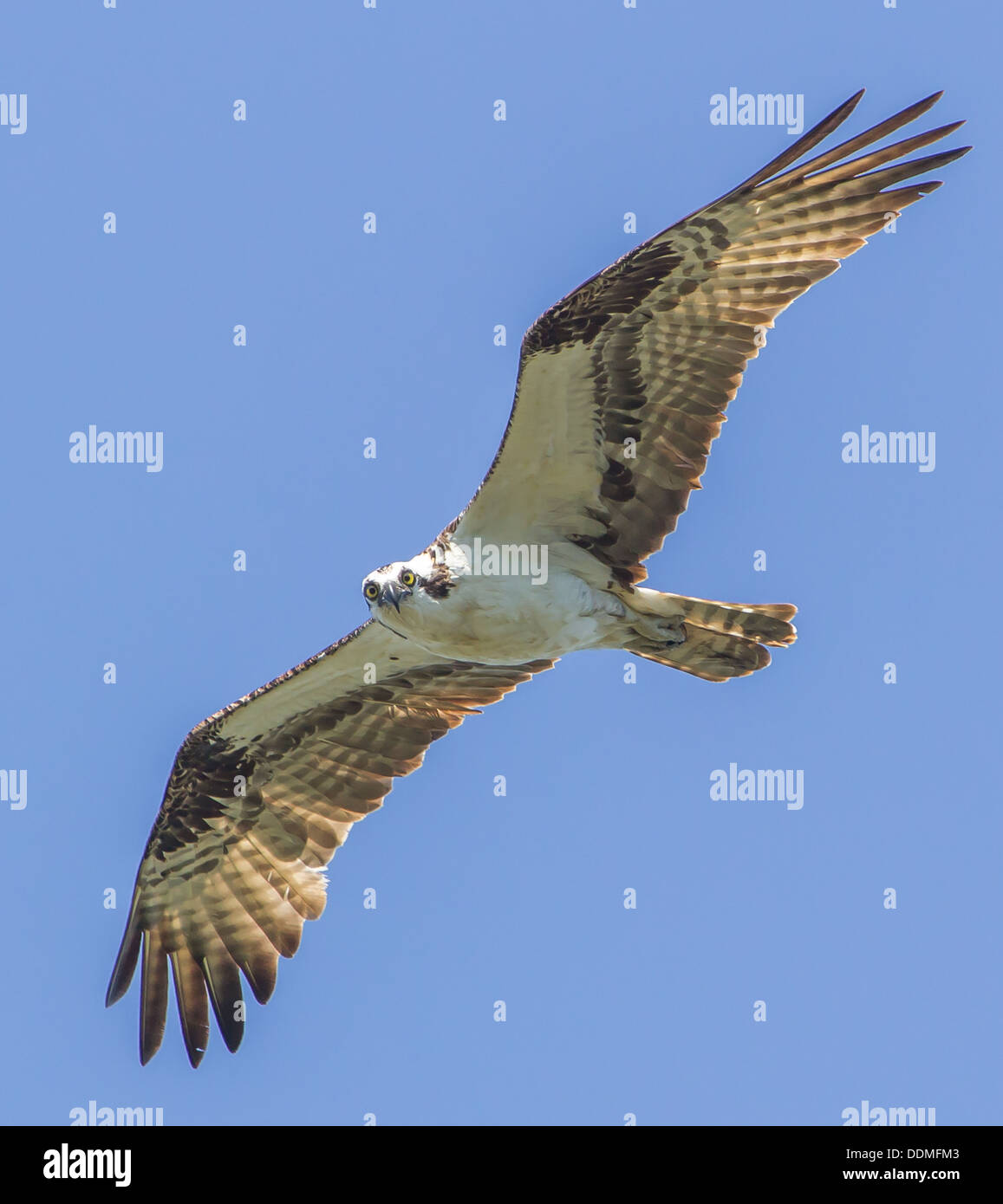 Osprey in flight Stock Photo - Alamy