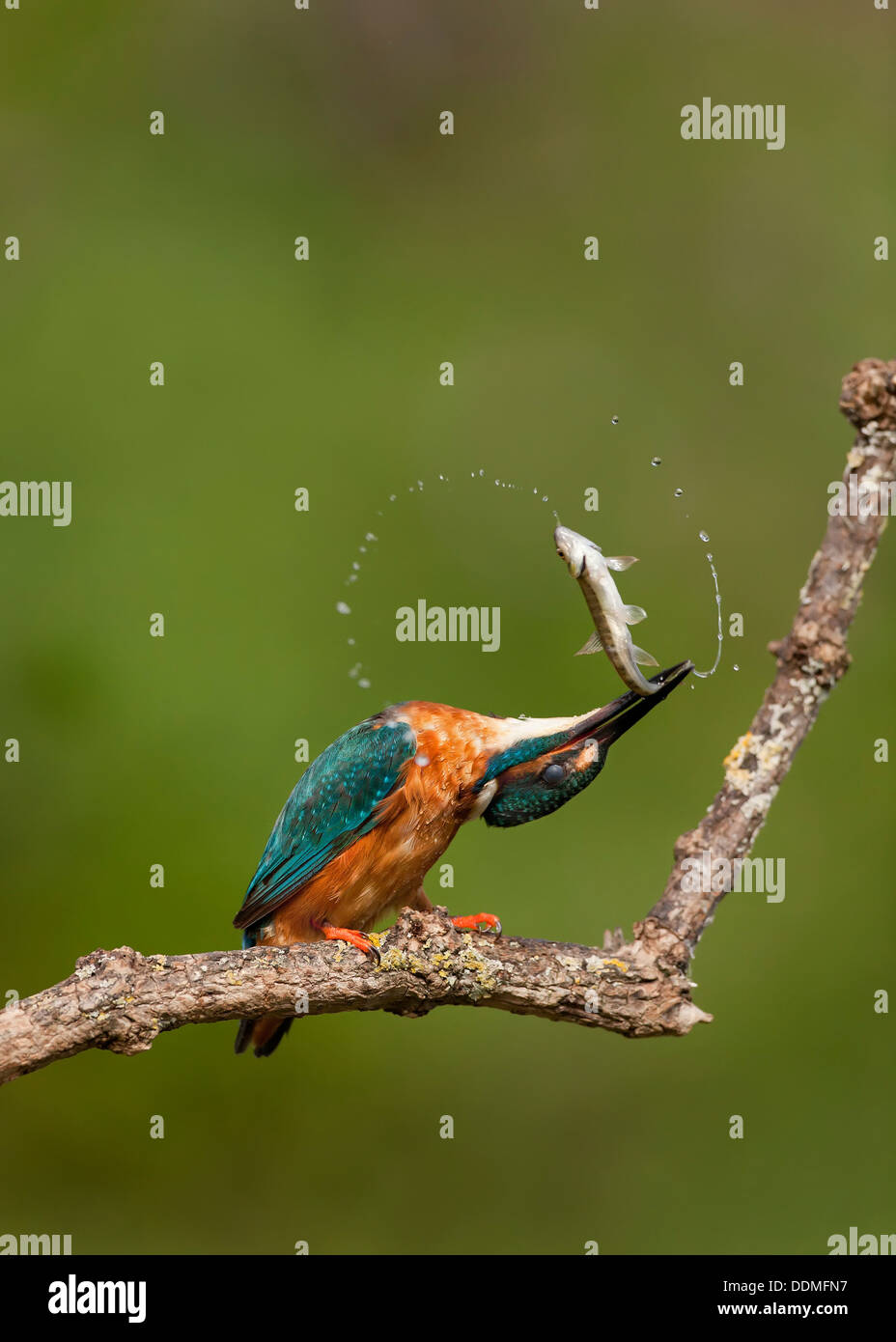 Minnow fish uk hi-res stock photography and images - Alamy