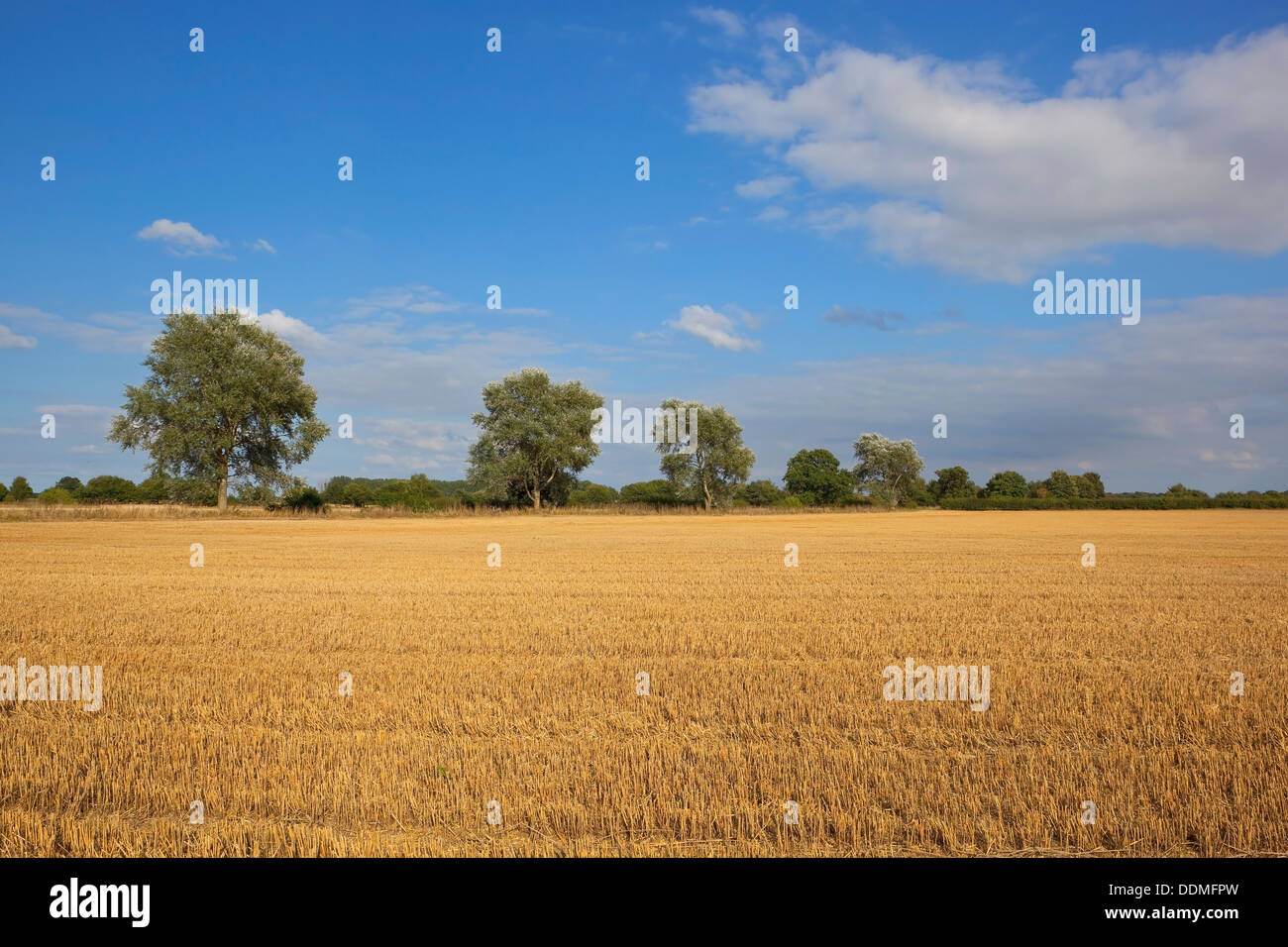 Fields and poplars populus hi-res stock photography and images - Alamy