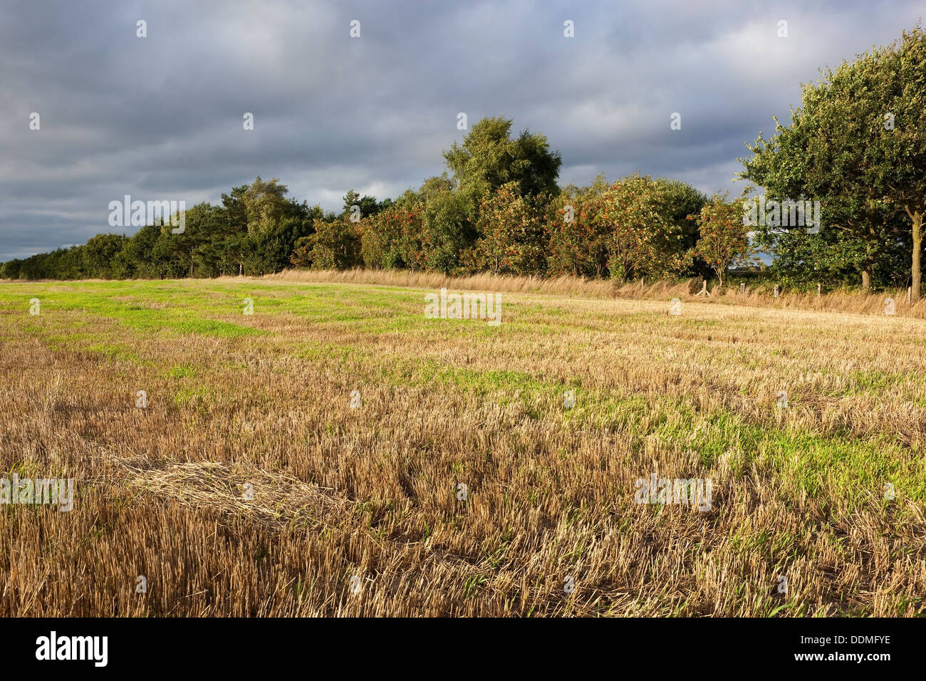 Mountain ash trees hi-res stock photography and images - Alamy