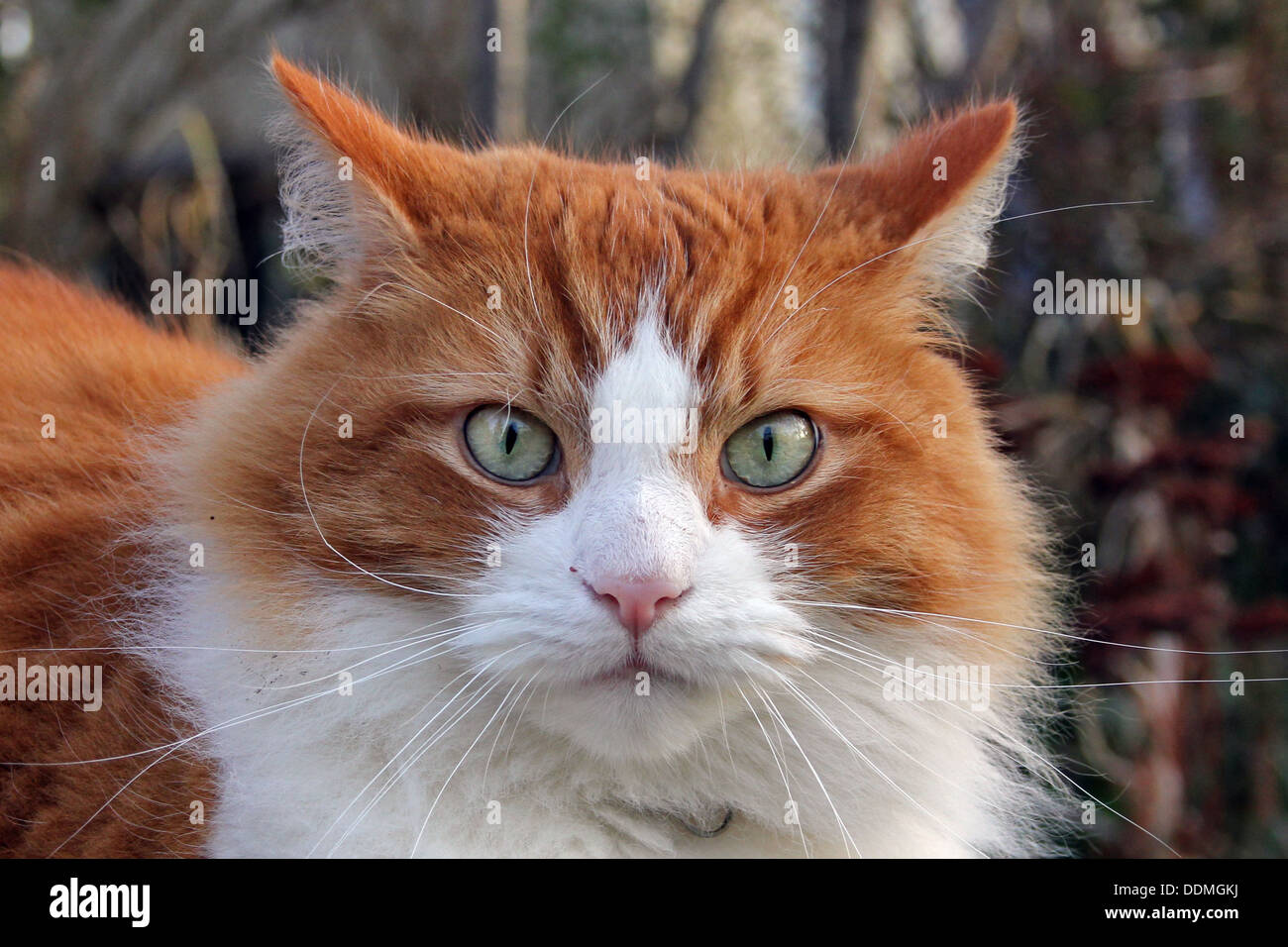 A cat looks very angry Stock Photo - Alamy