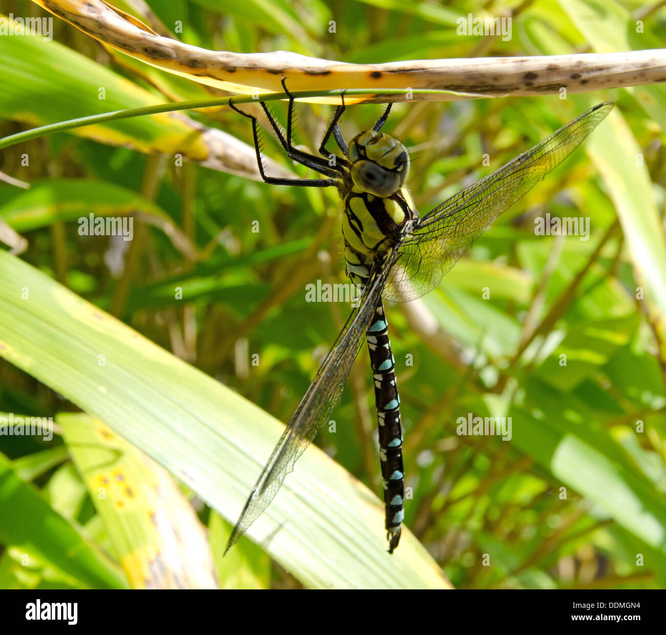 Dragonfly resting on bamboo Stock Photo - Alamy