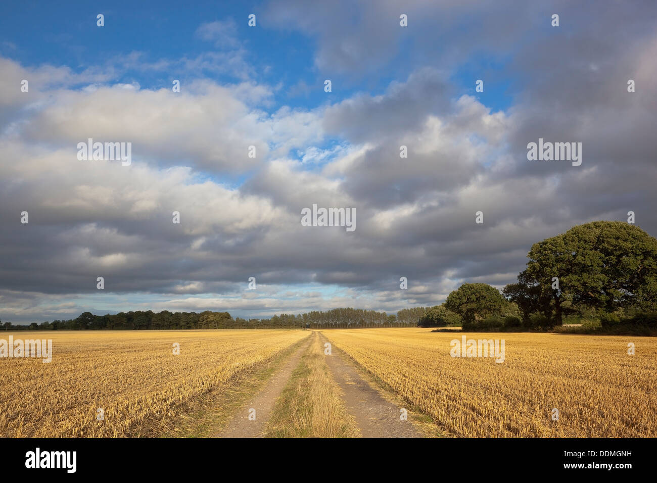 Farm track through wheat field hi-res stock photography and images - Alamy