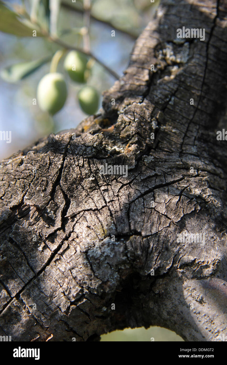Gnarled tree branch hi-res stock photography and images - Alamy