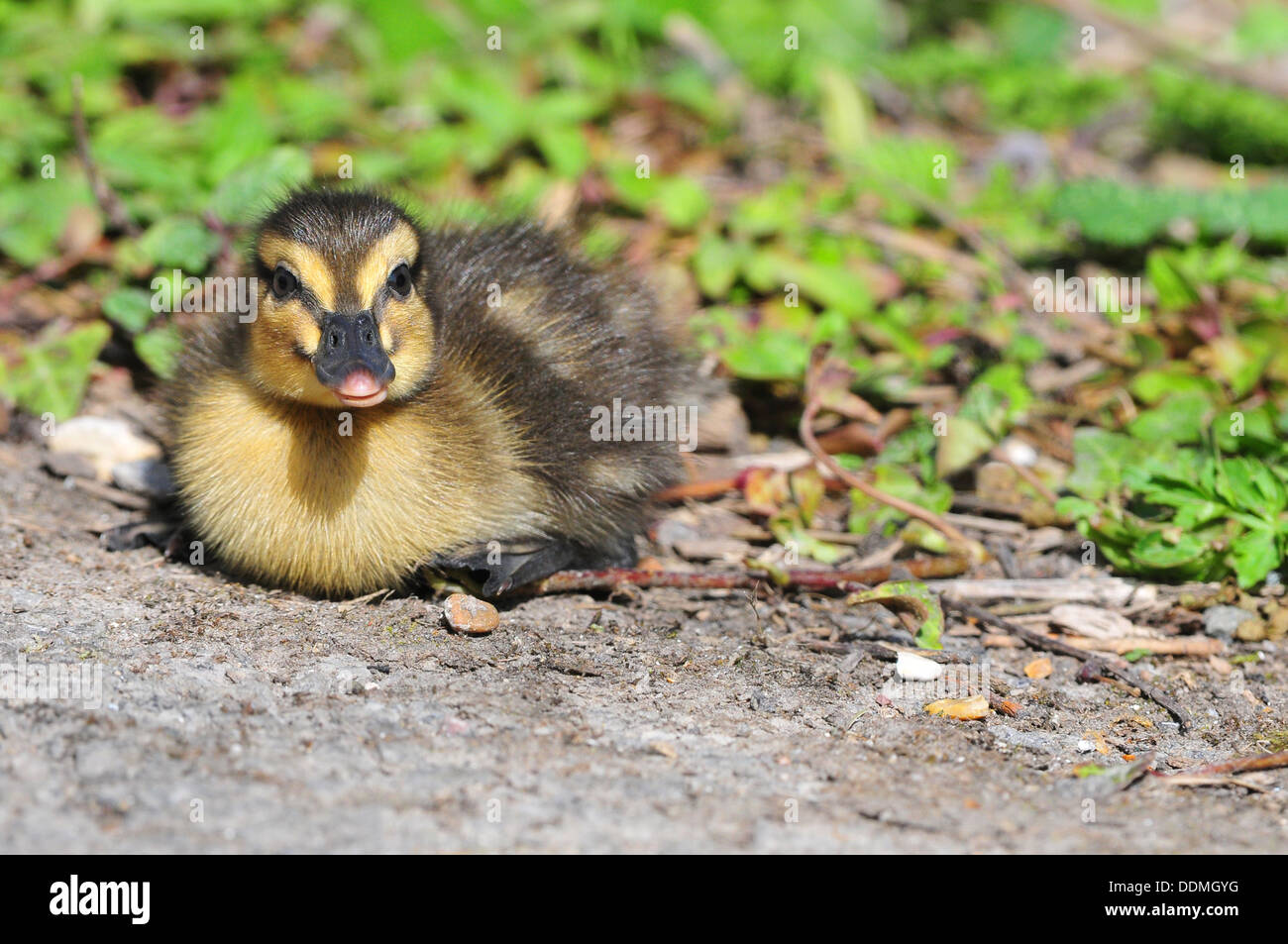 Baby duckling spring hi-res stock photography and images - Alamy