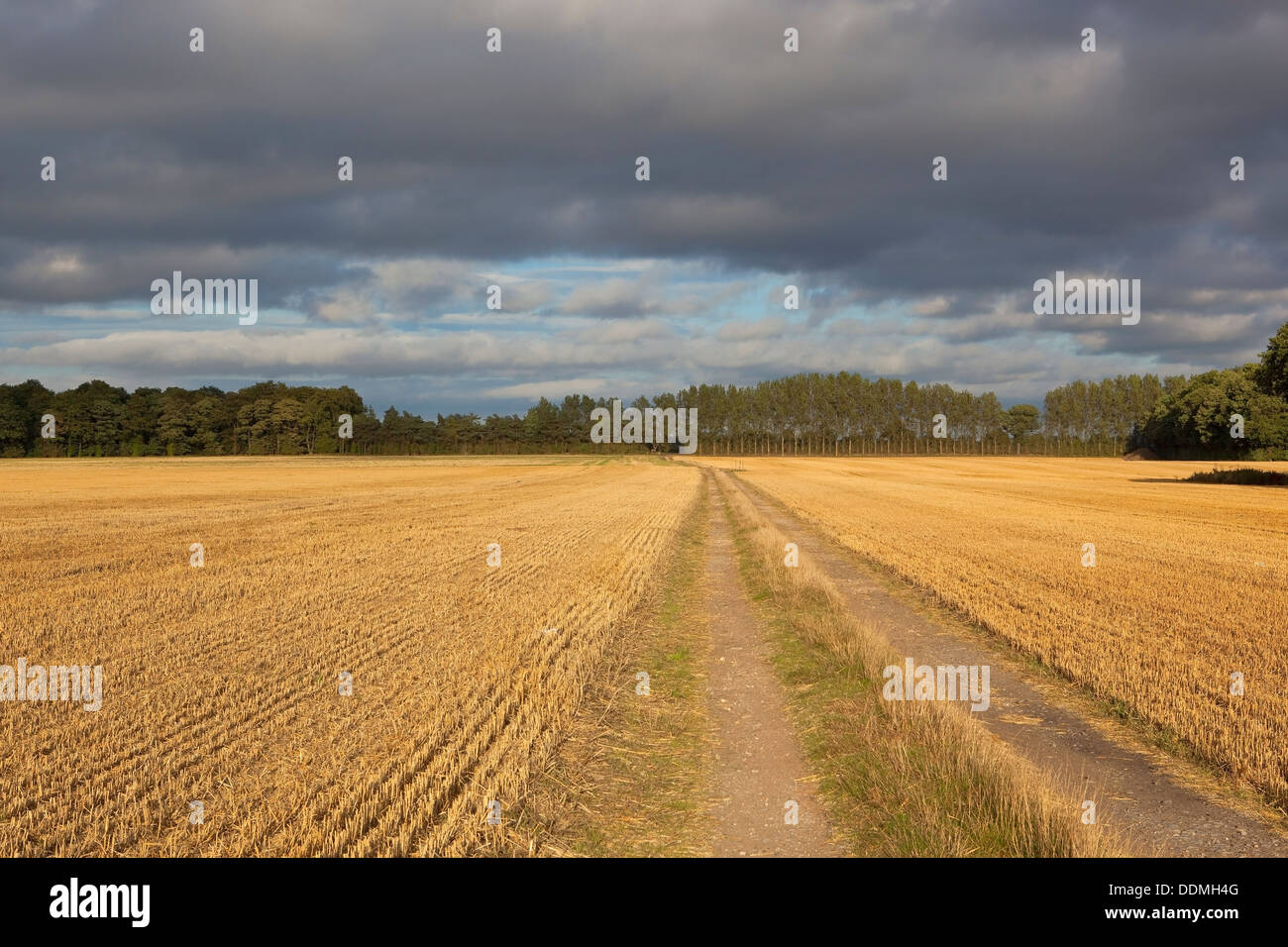 A newly cut wheat field with a farm track running towards a row of ...