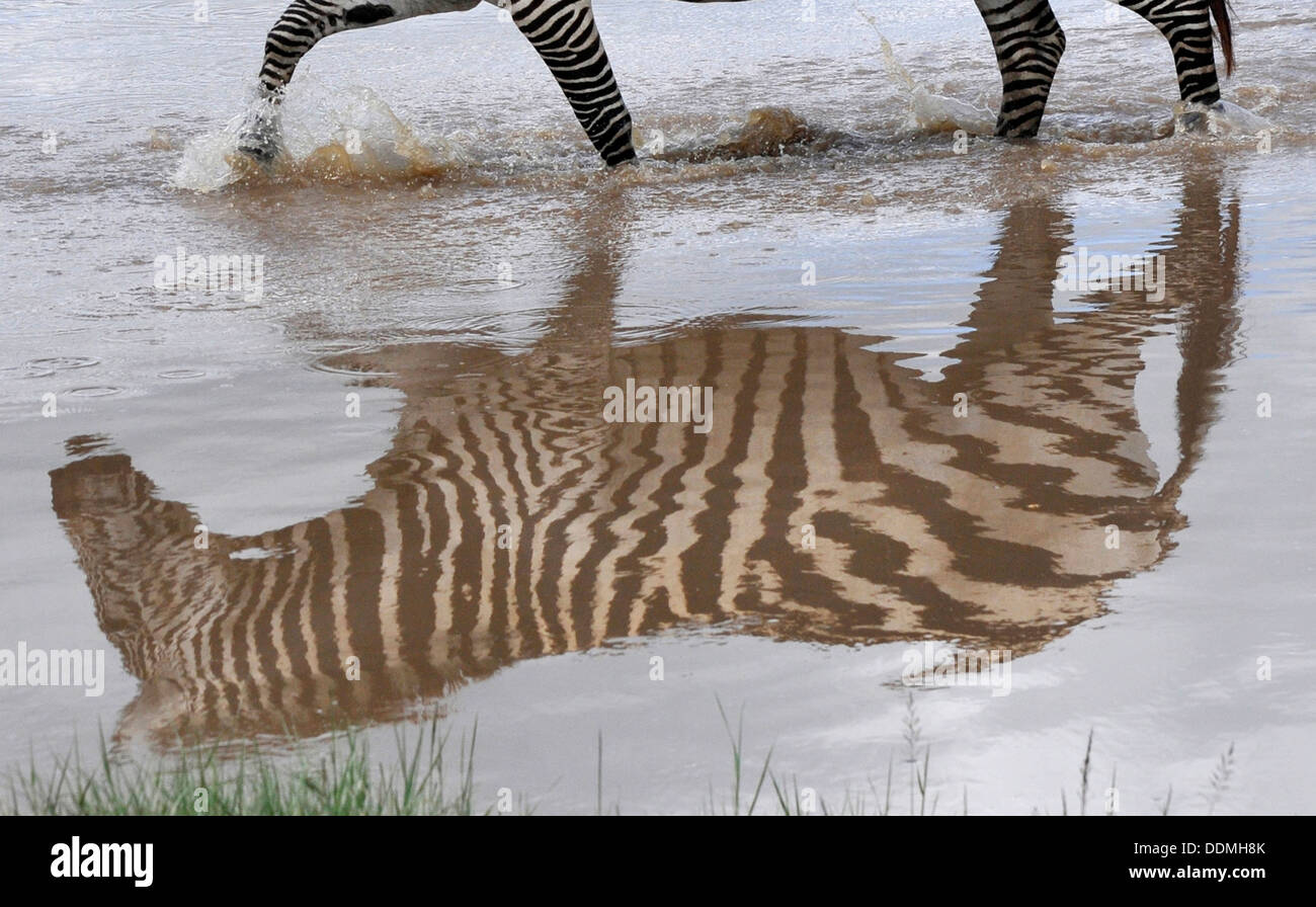 Zebra wading into river. Tanzania collection Stock Photo - Alamy