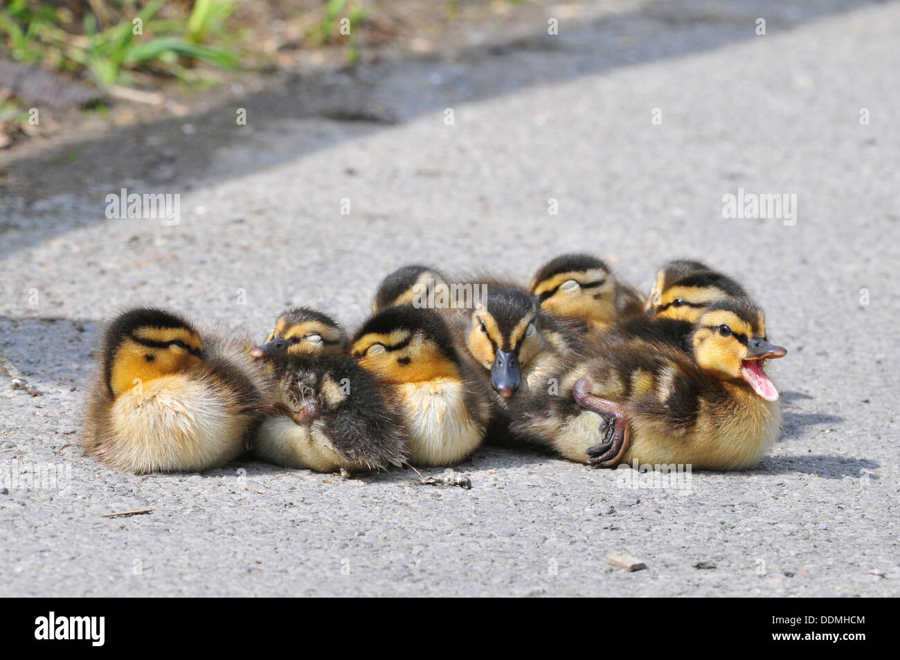 Duck and ducklings land hi-res stock photography and images - Alamy