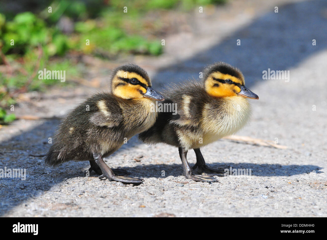 Two mallard duckling hi-res stock photography and images - Alamy