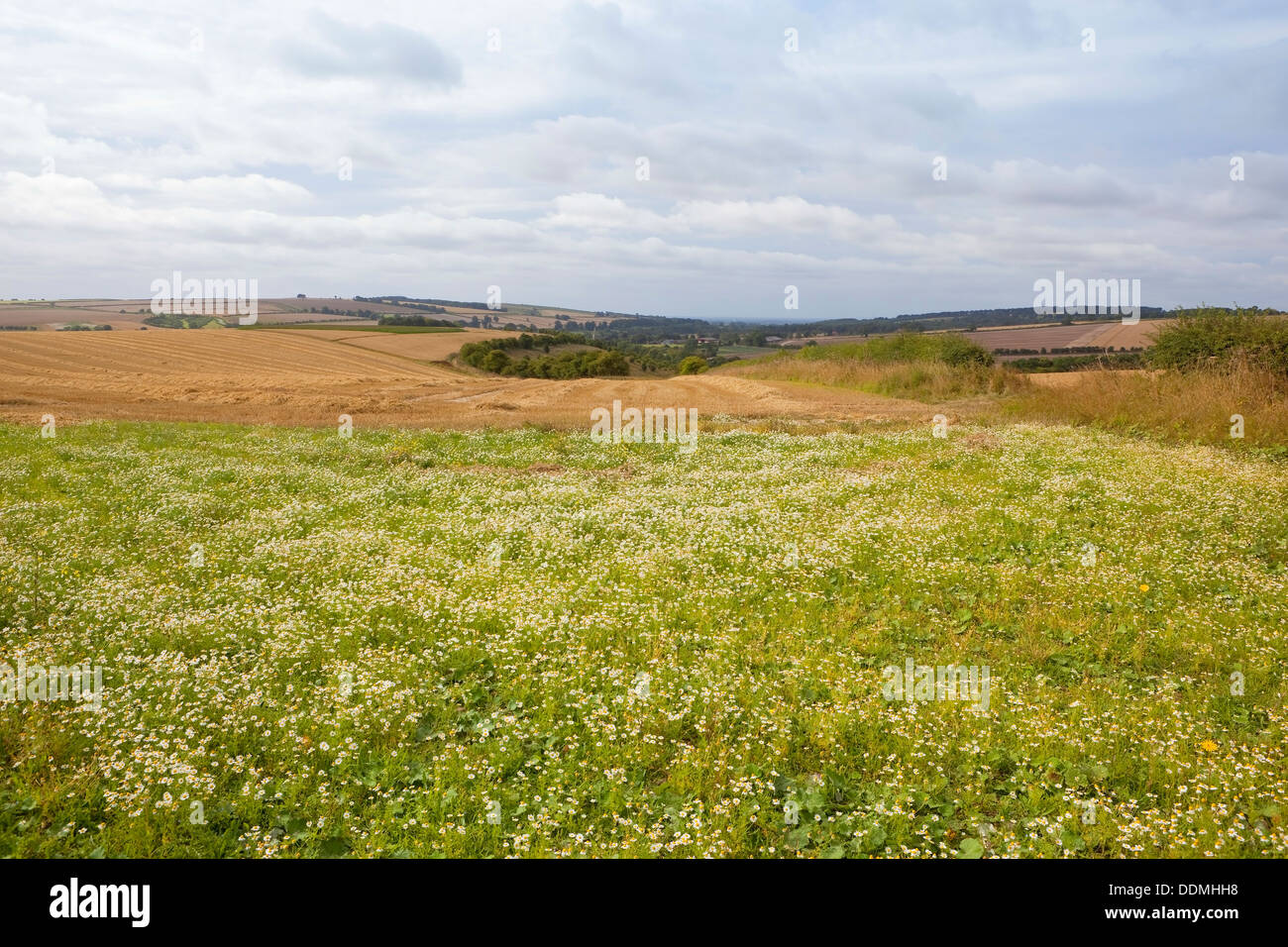 Corn Chamomile growing in a stubble field on the Yorkshire wolds ...