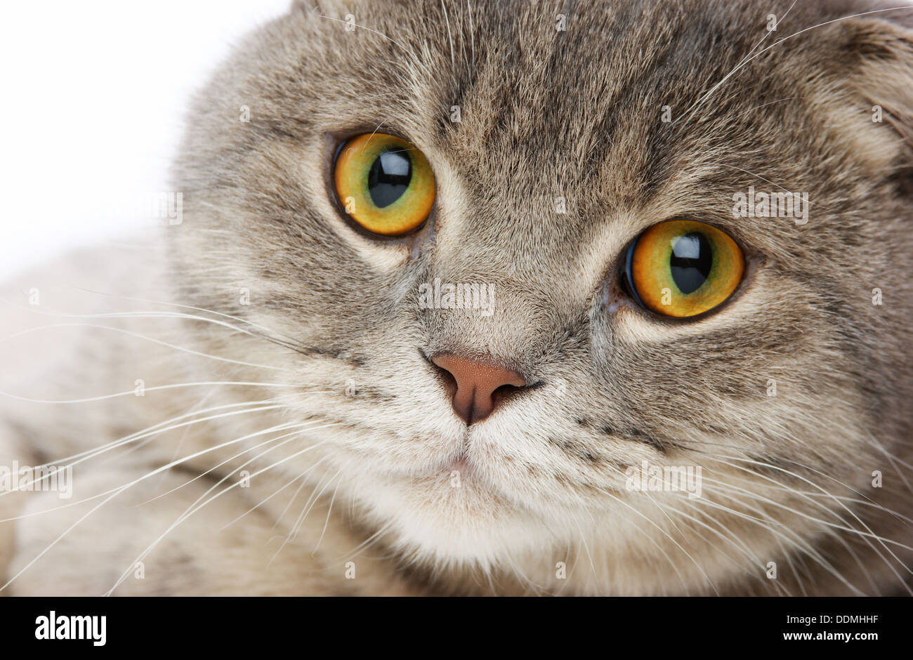 British kitten on white background Stock Photo - Alamy