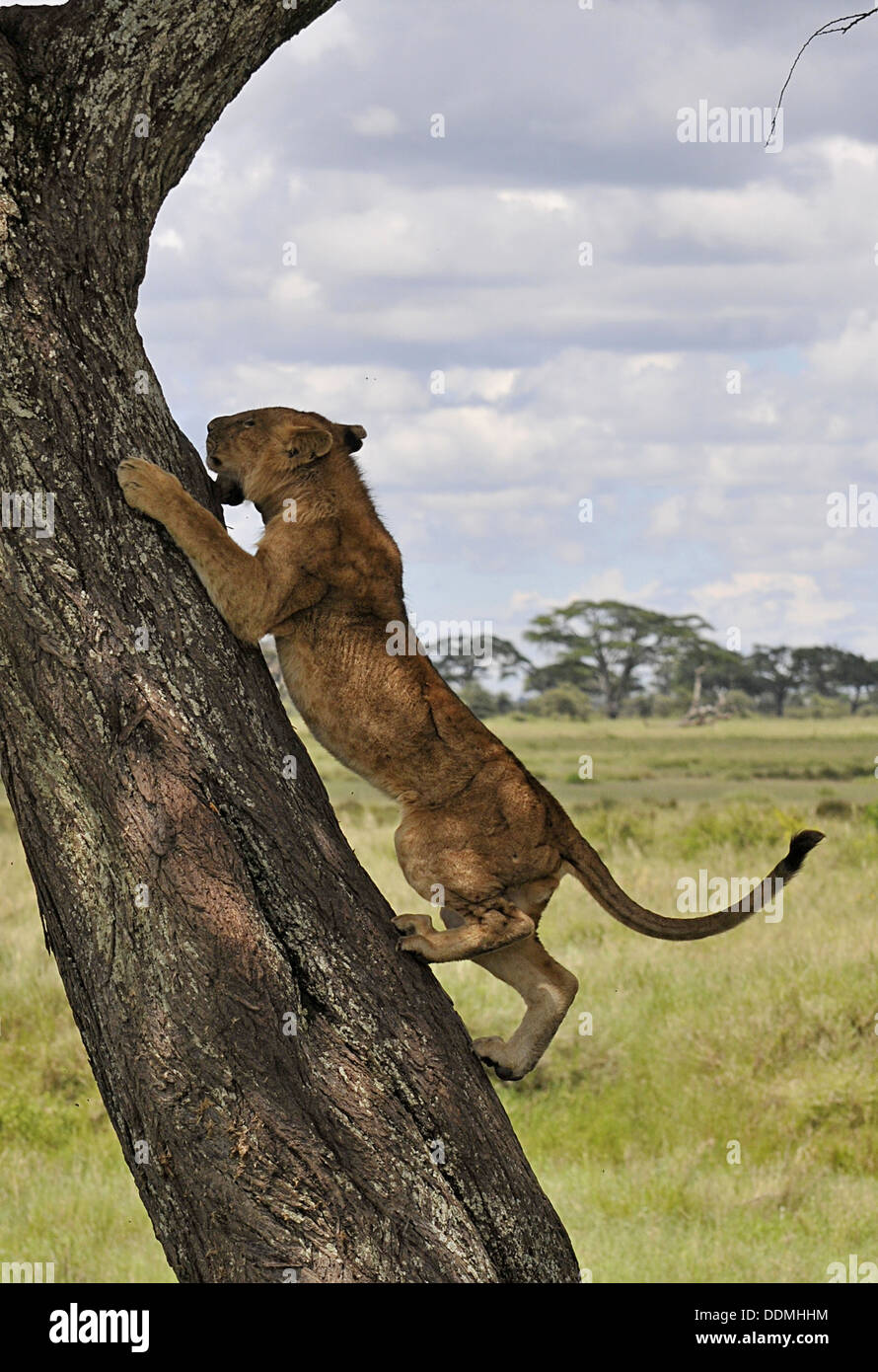 Tree climbing lion hi-res stock photography and images - Alamy
