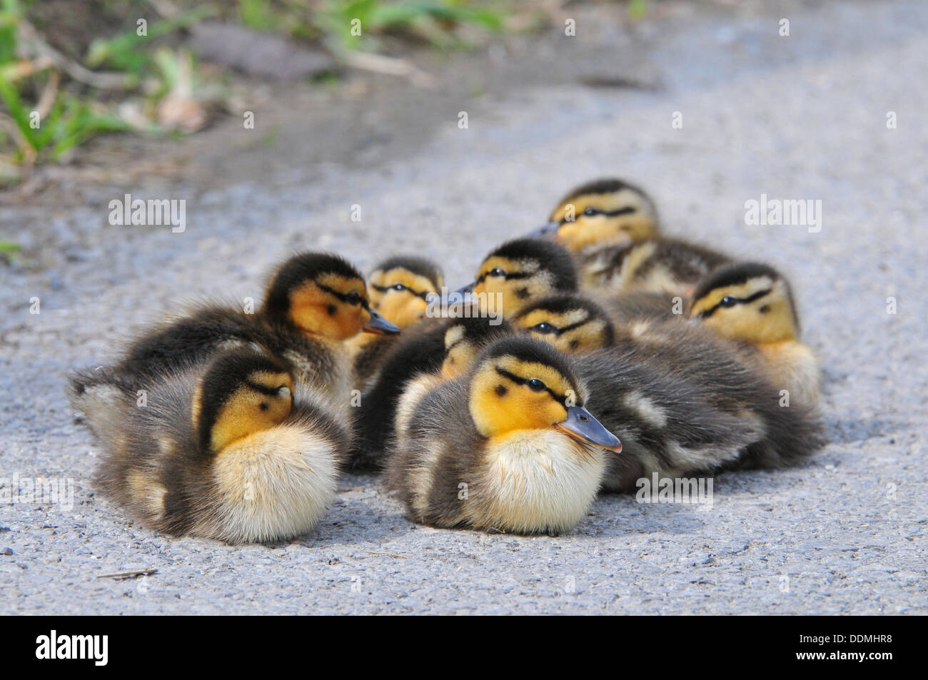 Duck and ducklings land hi-res stock photography and images - Alamy