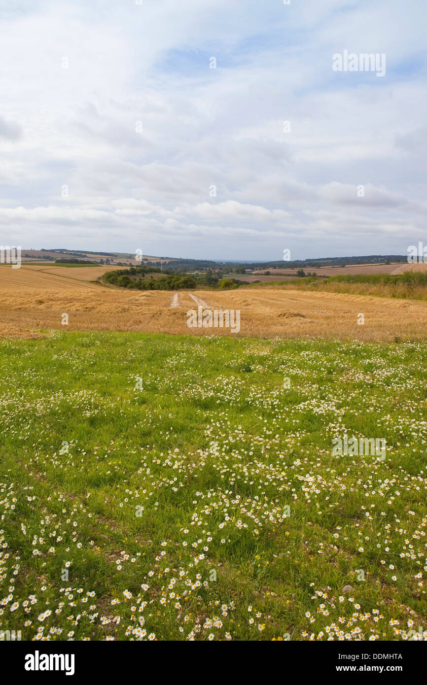 Corn Chamomile growing in a stubble field on the Yorkshire wolds ...