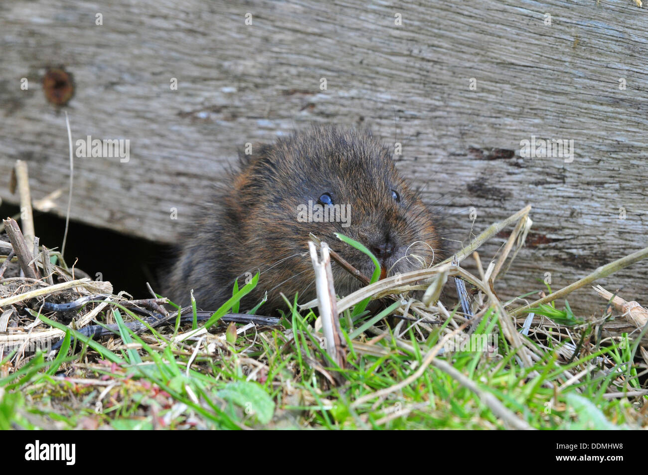 One vole hi-res stock photography and images - Alamy