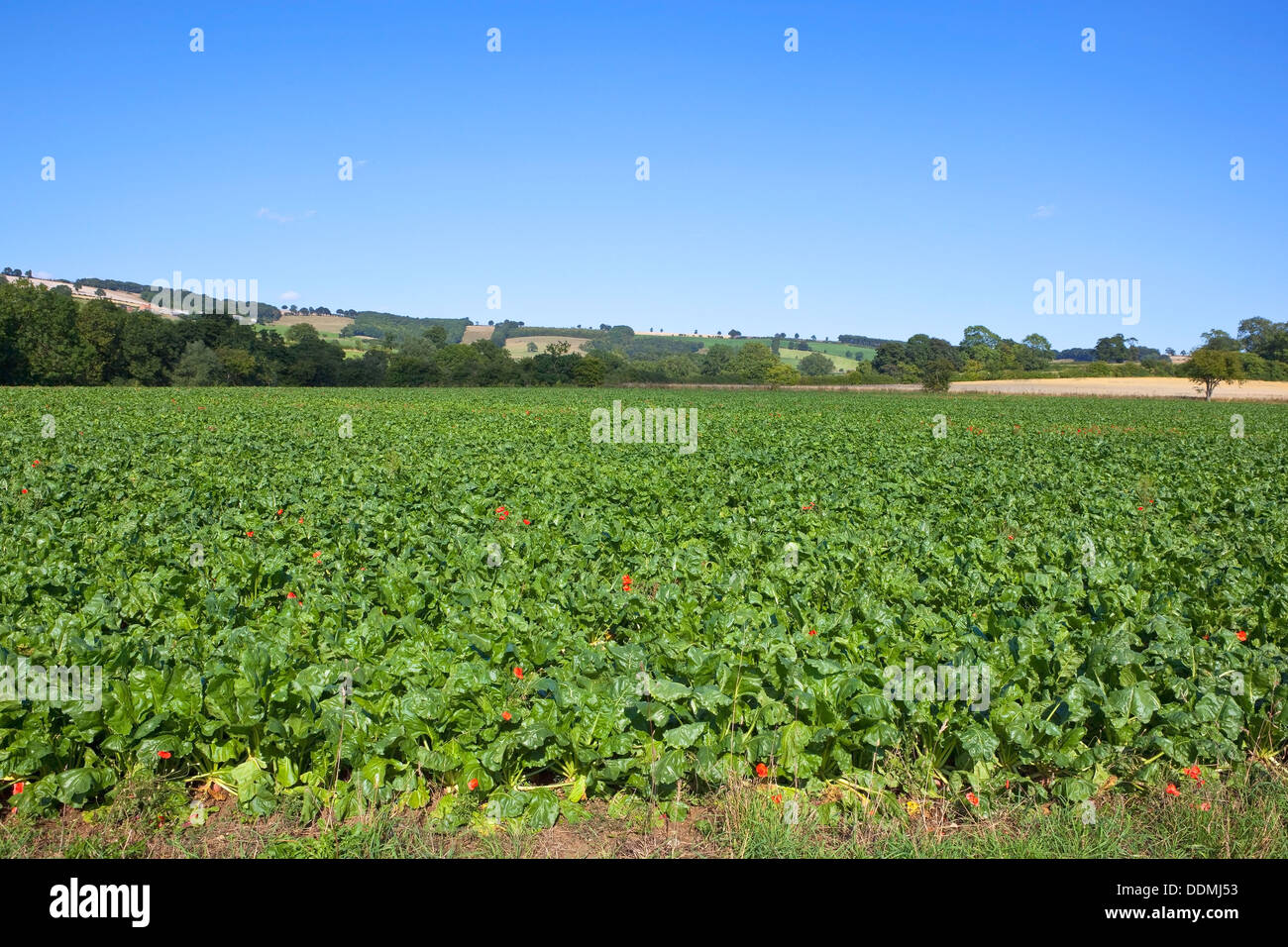 Mangelwurzel hi-res stock photography and images - Alamy