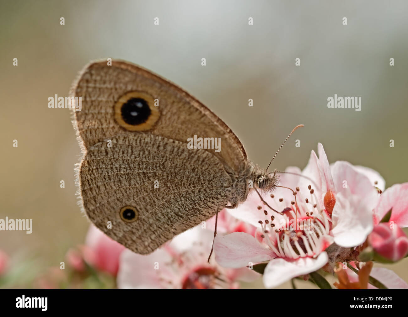 Australian Dingy Ring Butterfly on Leptospernum Pink Cascade flowers ...