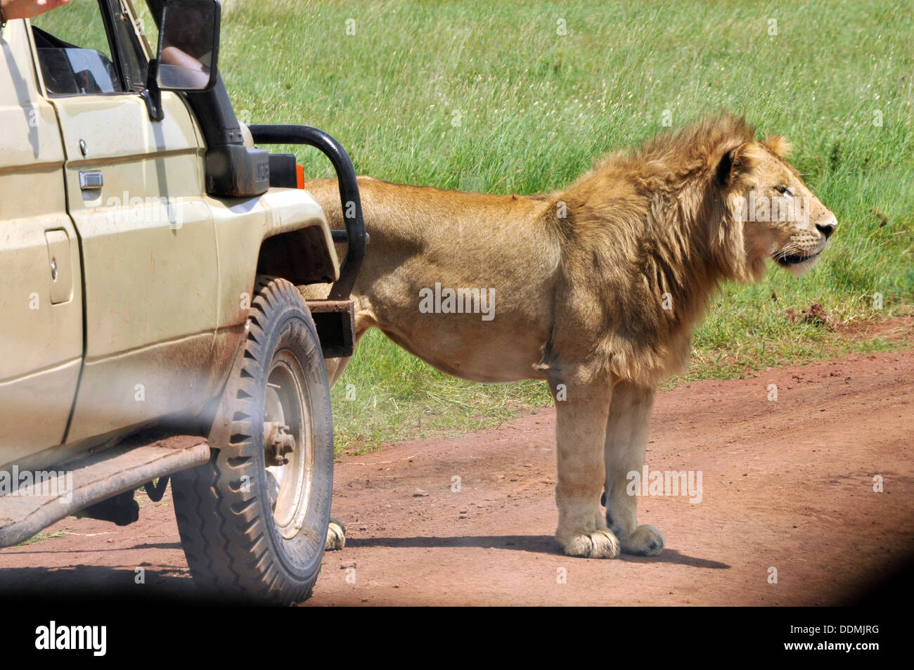 Lions tanzania safari road hi-res stock photography and images - Alamy
