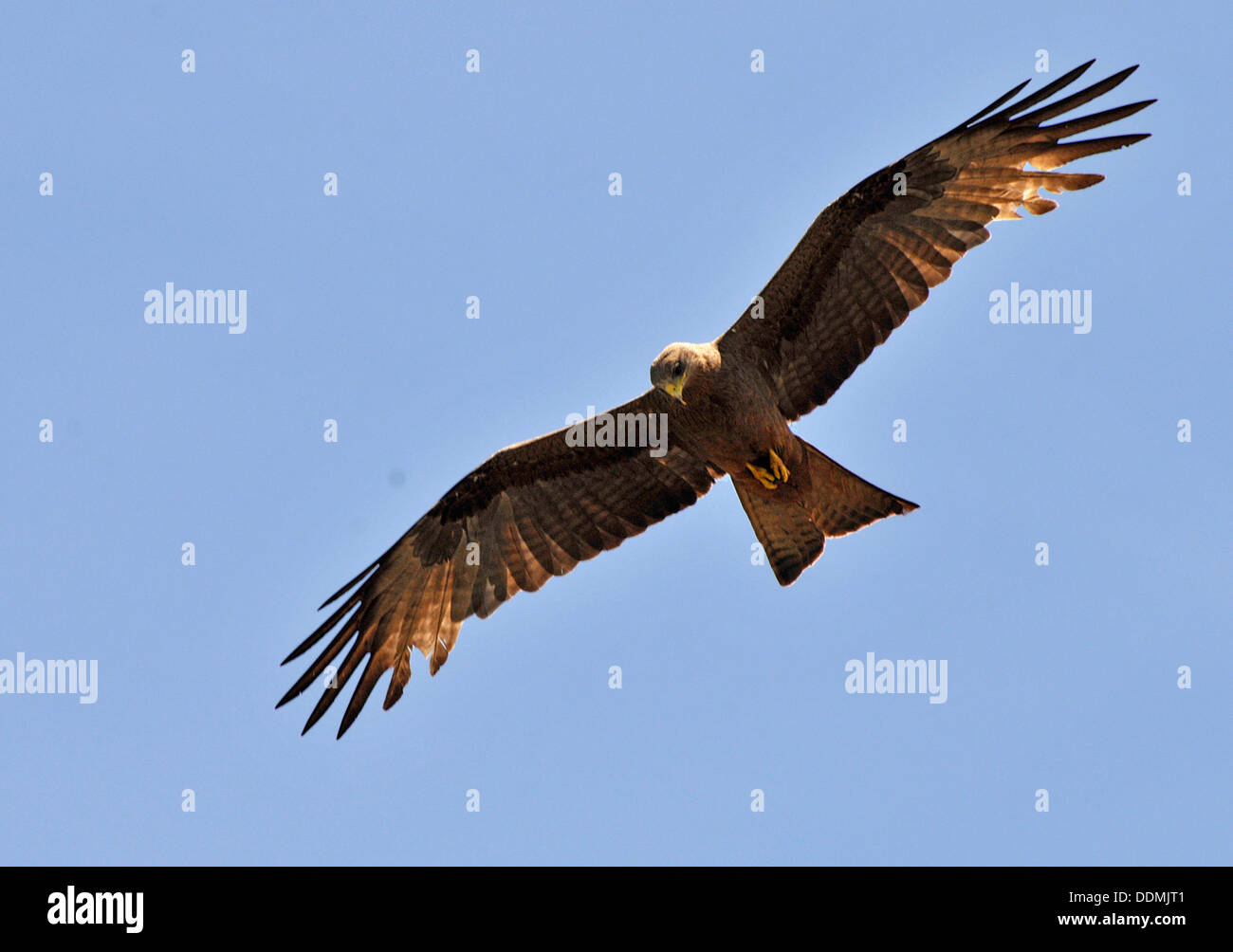 Eagle hunting prey hi-res stock photography and images - Alamy